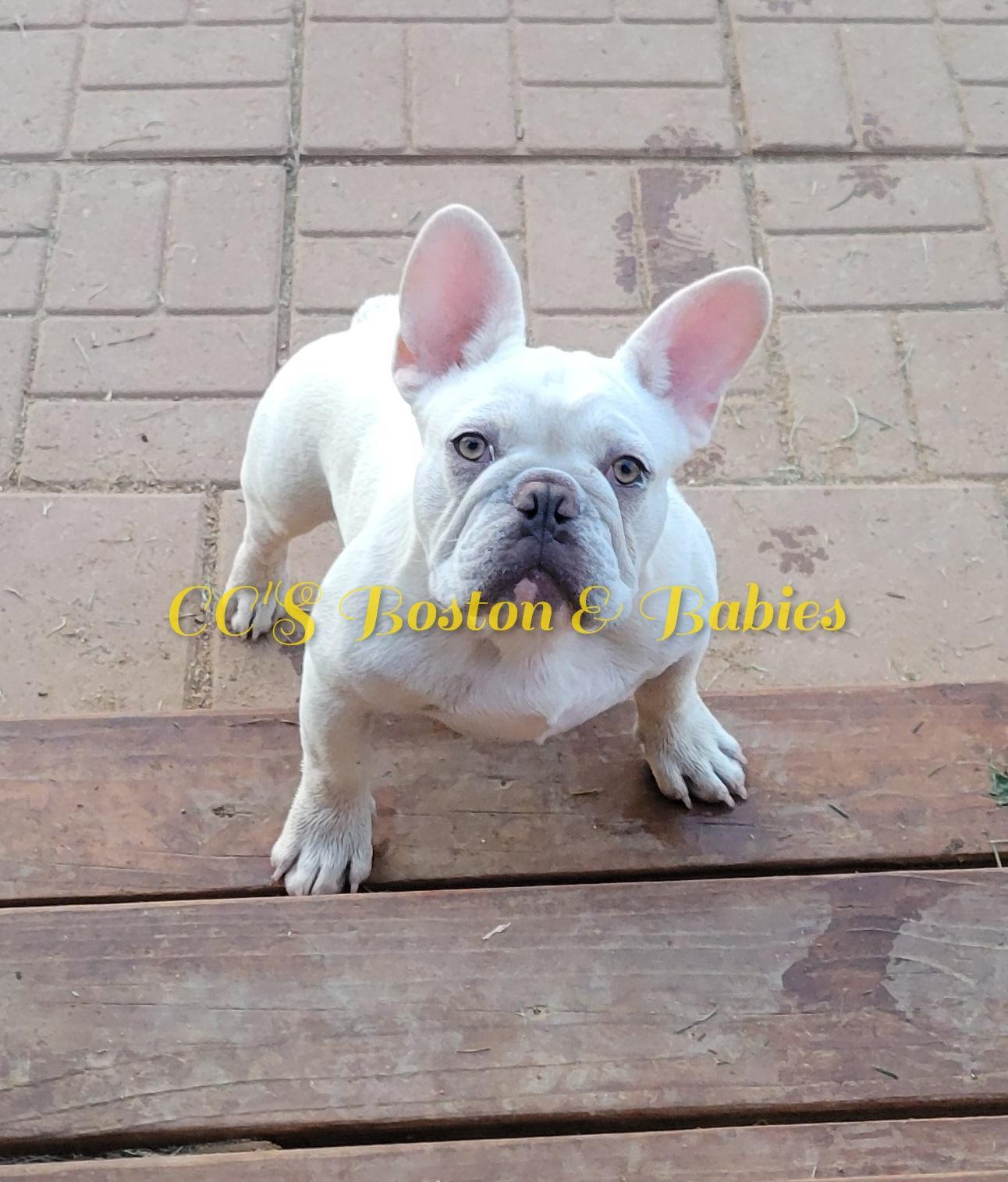 CC's Boston, Boxer & Frenchie Babies in Tennessee | Boston Terrier ...