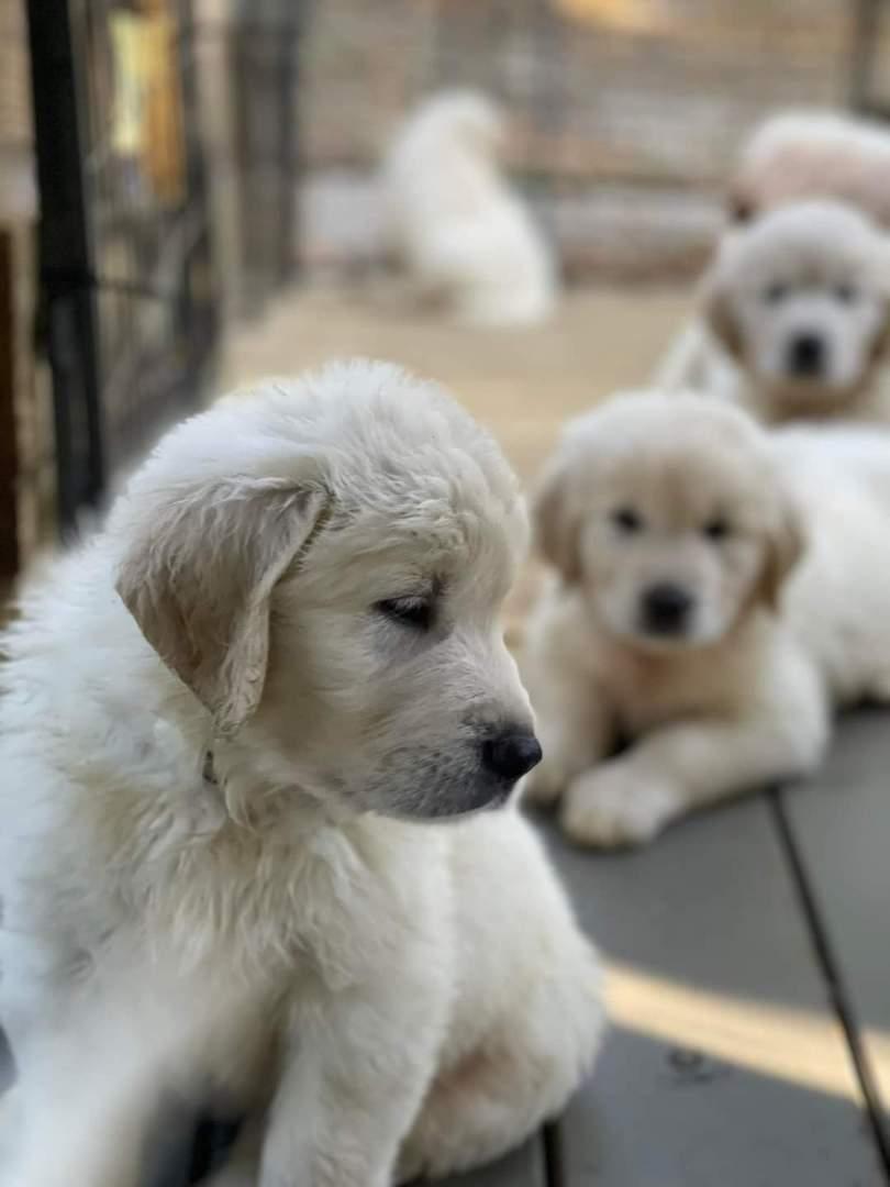 Tanji River Goldens in Mississippi | Golden Retriever puppies | Good Dog