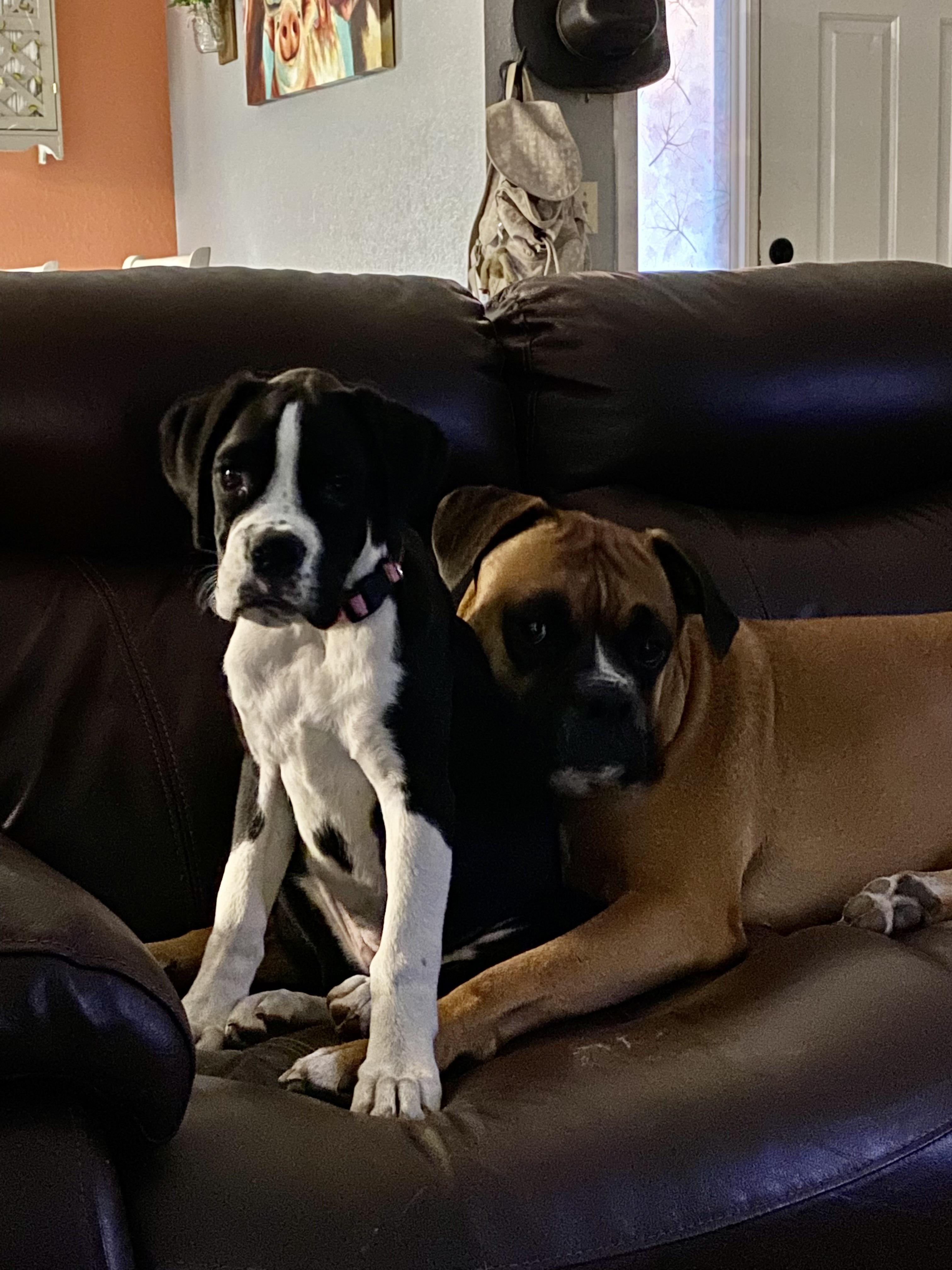 Ocala Wiggle Butt Boxers in Florida | Boxer puppies | Good Dog