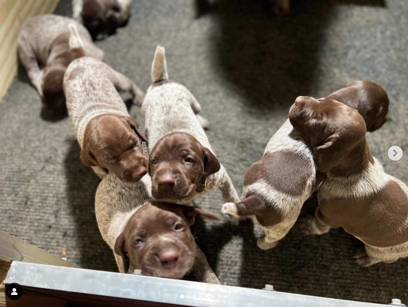 Harris Enterprise & Kennels LLC in Virginia | German Shorthaired ...