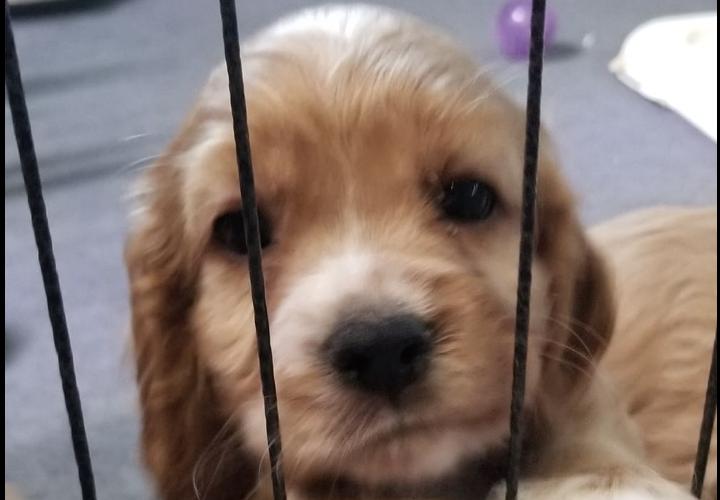 Cuddle Bug's Cocker Spanielss in Oregon | Cocker Spaniel puppies | Good Dog