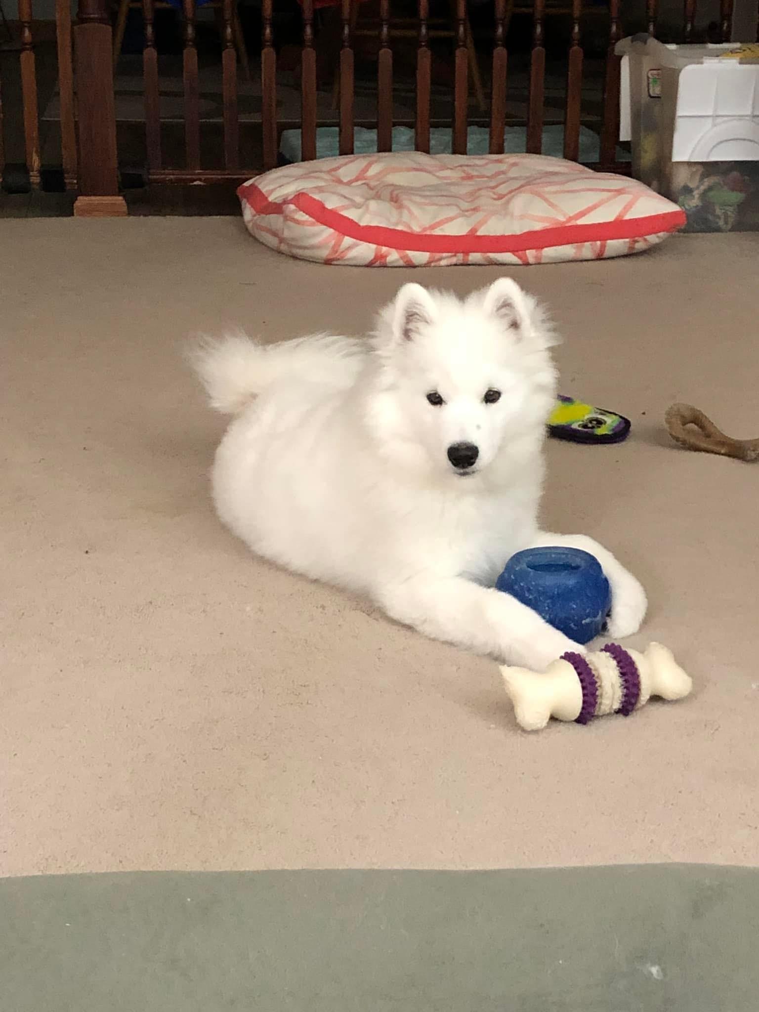 Calista Samoyeds in Montana | Samoyed puppies | Good Dog