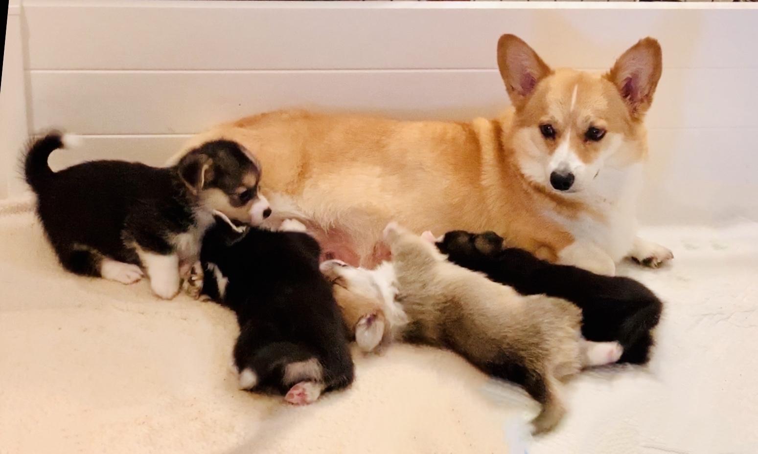So Cal Corgis in California | Pembroke Welsh Corgi puppies | Good Dog