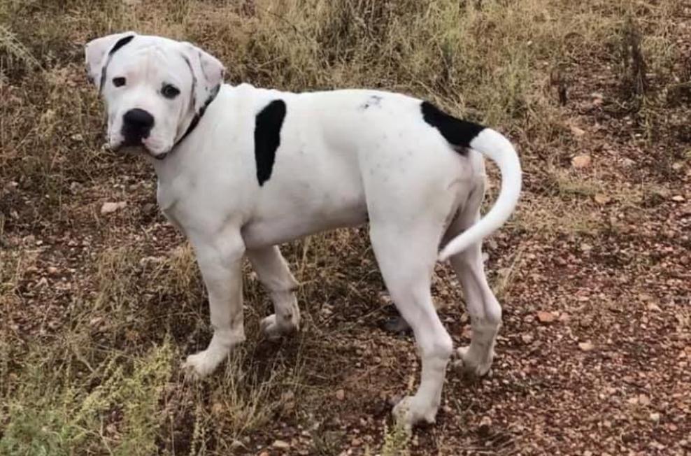 Mule Mountain Southern Bulldogs in | American Bulldog puppies | Good Dog