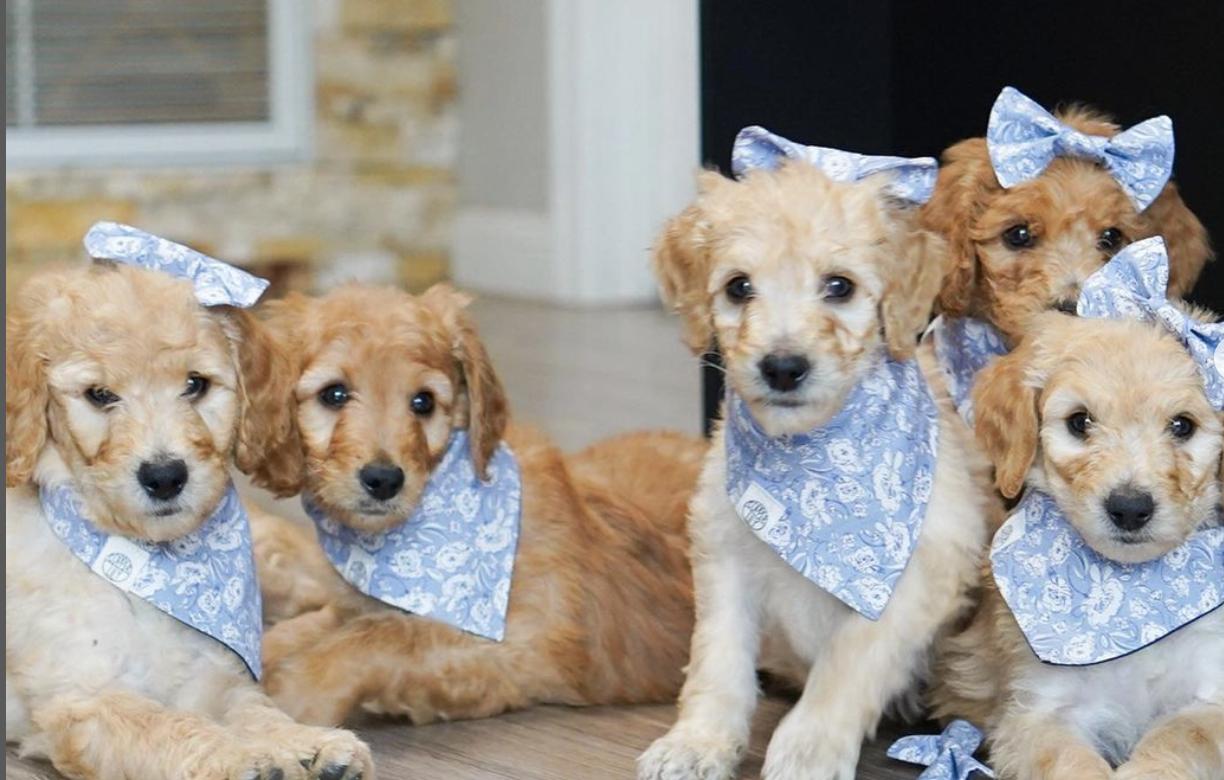 Doods & Doodettes in California | Goldendoodle puppies | Good Dog