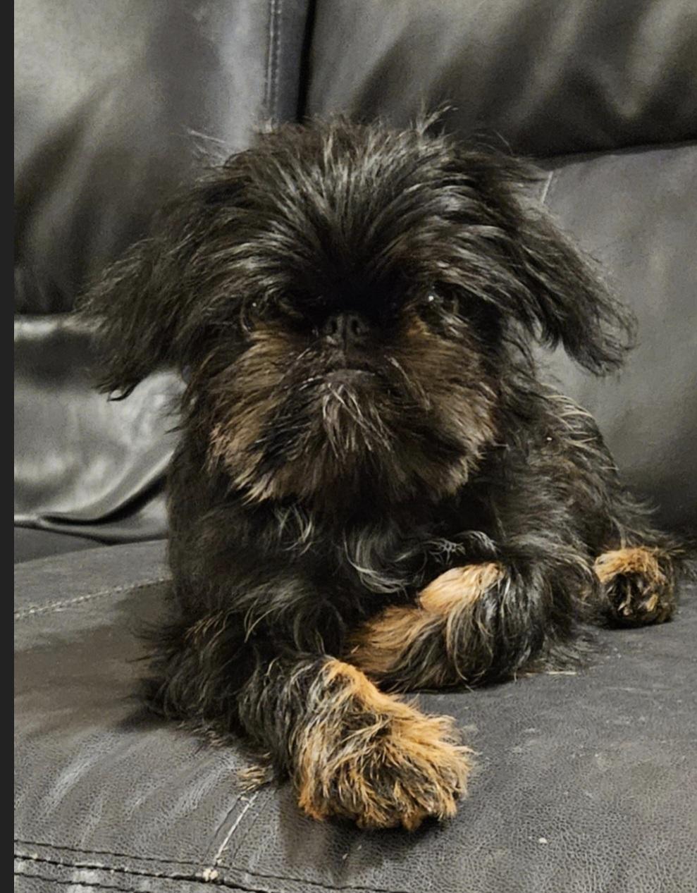 BamaBrussels in Alabama | Brussels Griffon puppies | Good Dog
