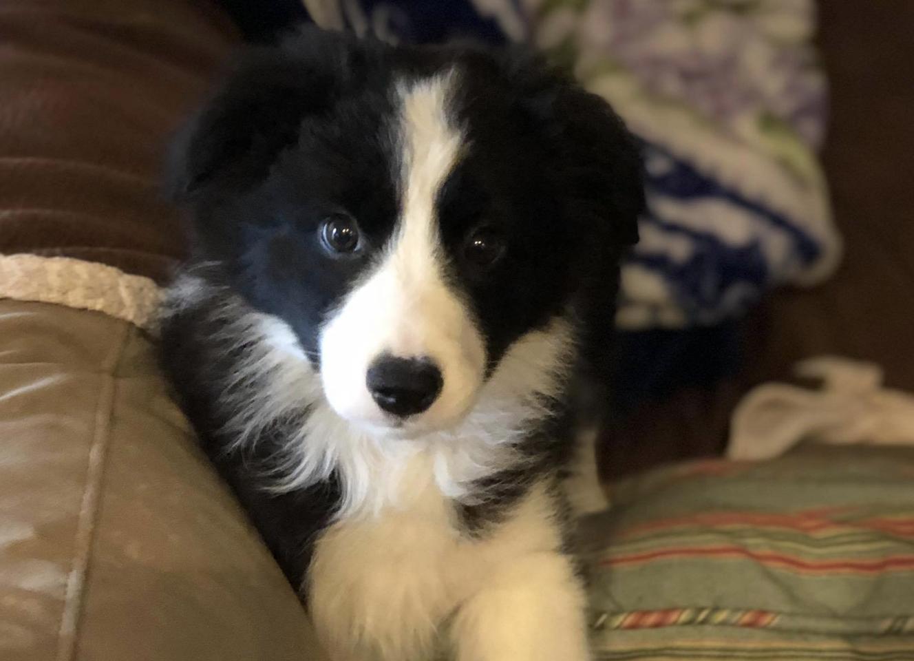 Stargazer Border Collies in California | Border Collie puppies | Good Dog