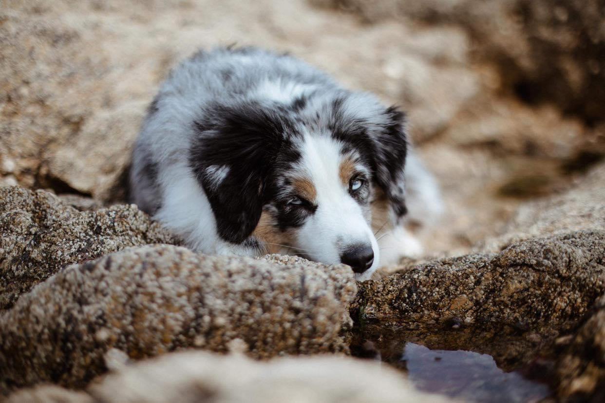 Coastal’s Miniature American Shepherds in Texas | Miniature American ...
