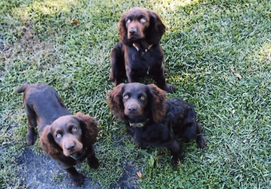 Roy Thompson in South Carolina | Boykin Spaniel puppies | Good Dog