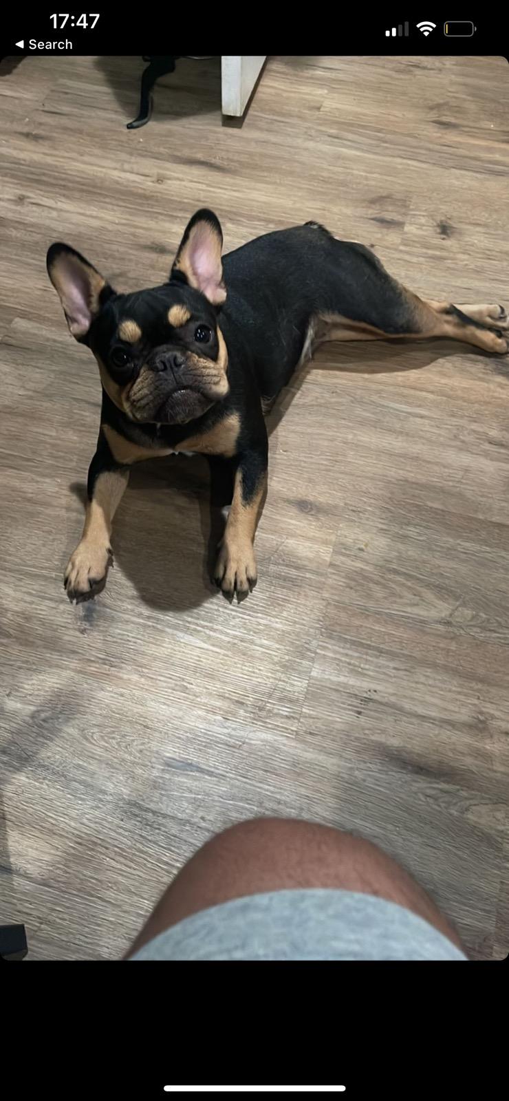 HUNCHOS EXOTIC BLOODLINES in Georgia | French Bulldog puppies | Good Dog