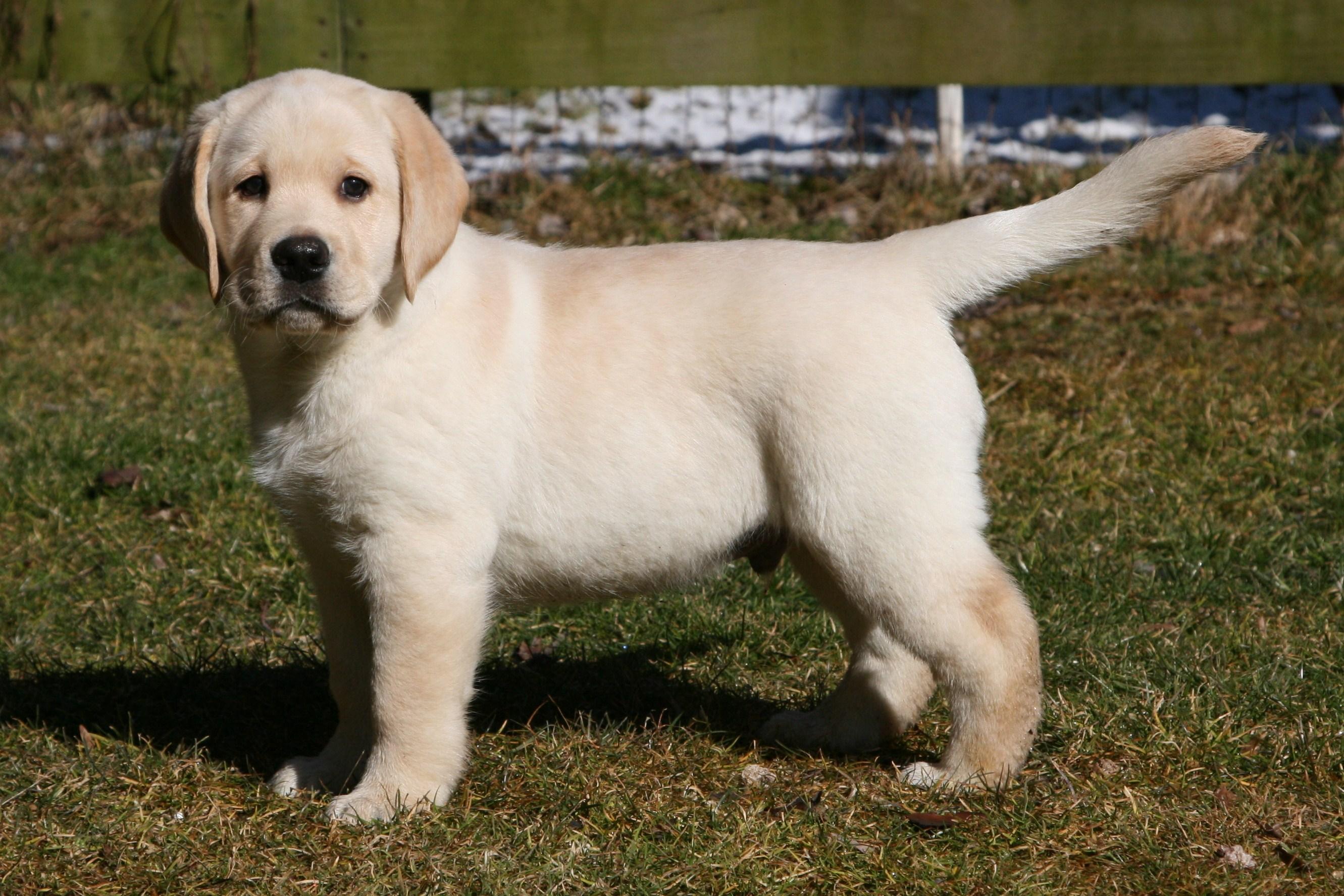 Cedarmarsh Labradors in New Jersey | Labrador Retriever puppies | Good Dog