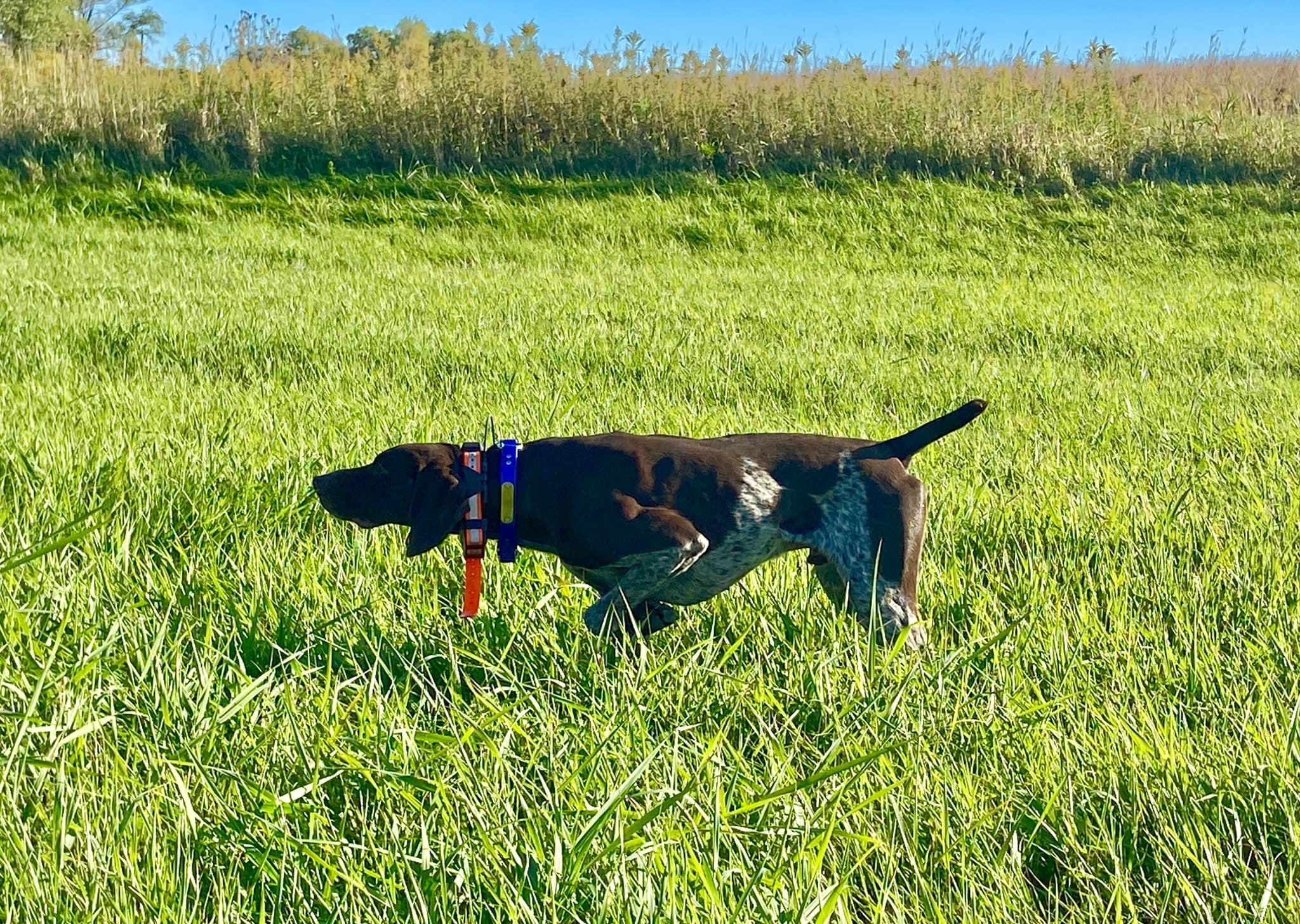 JIP CREEK KENNEL in Florida | German Shorthaired Pointer puppies | Good Dog