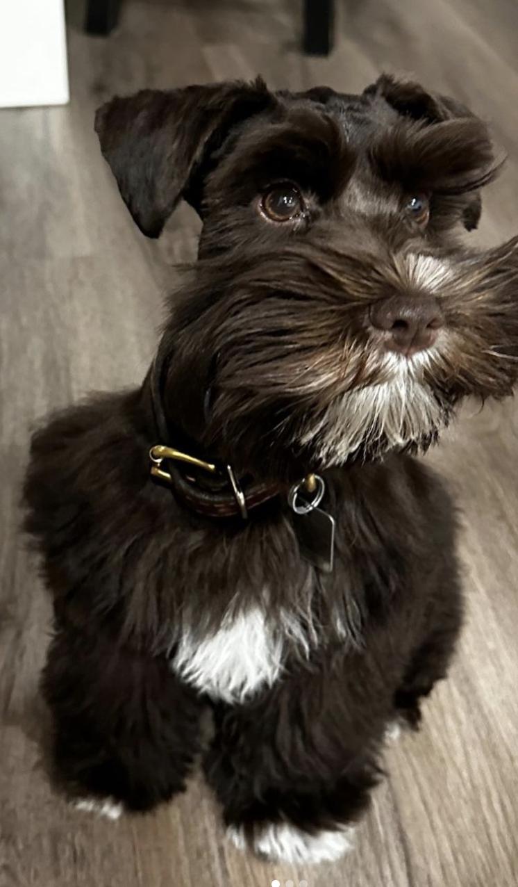 MSR Mini Schnauzers in Washington | Miniature Schnauzer puppies | Good Dog