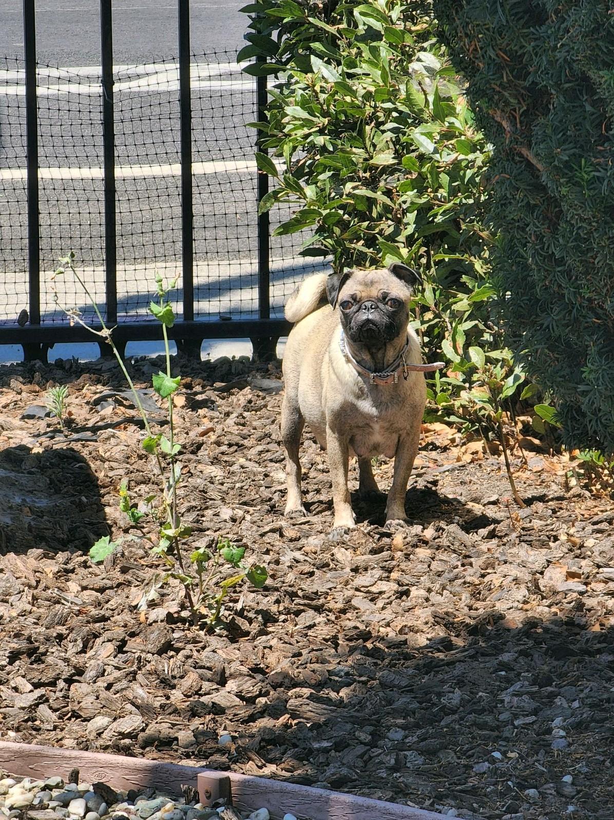 Renee's Pugs in California | Pug puppies | Good Dog