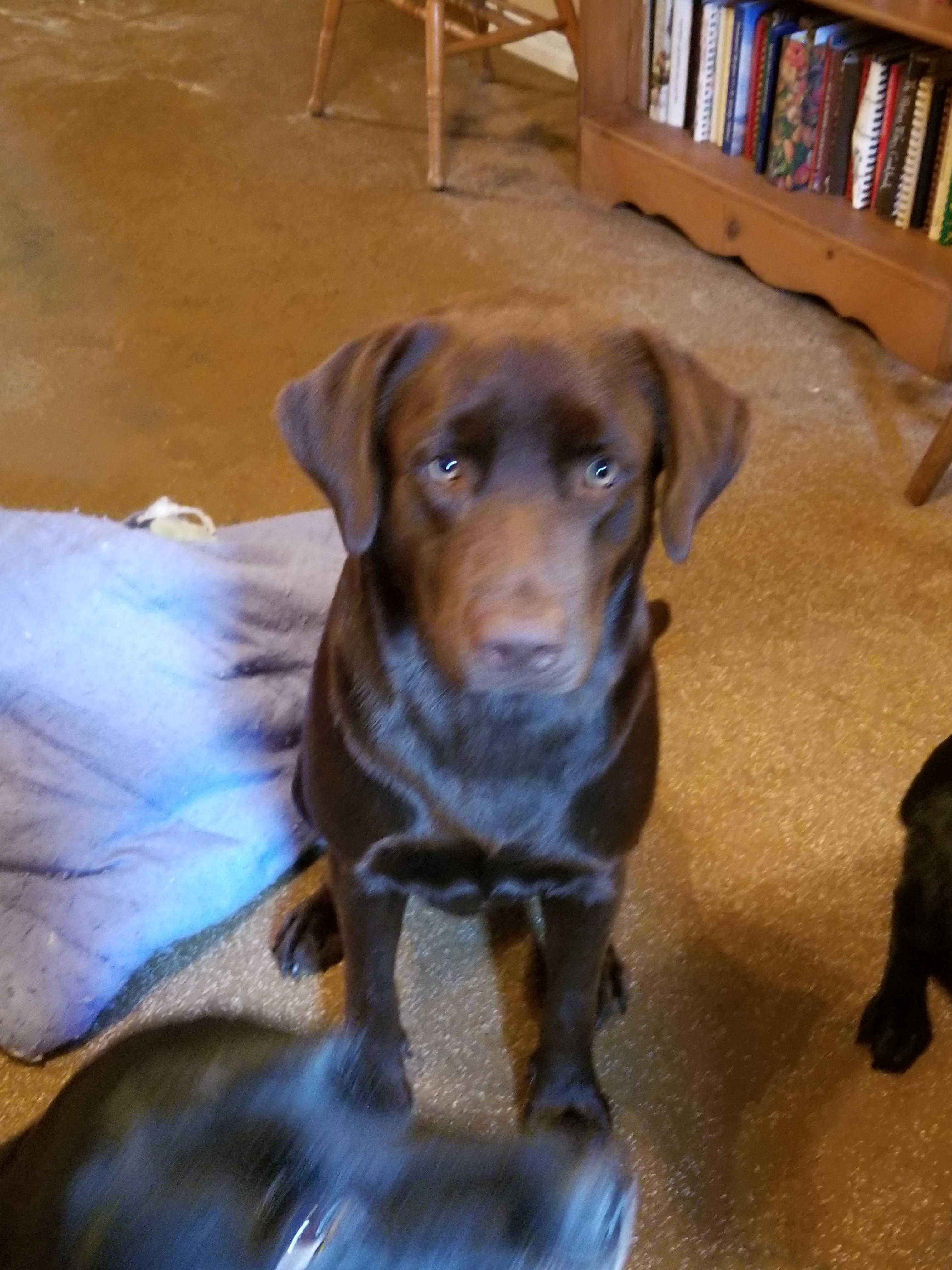 Bruce Smith's Labrador Retrievers in Florida | Labrador Retriever ...