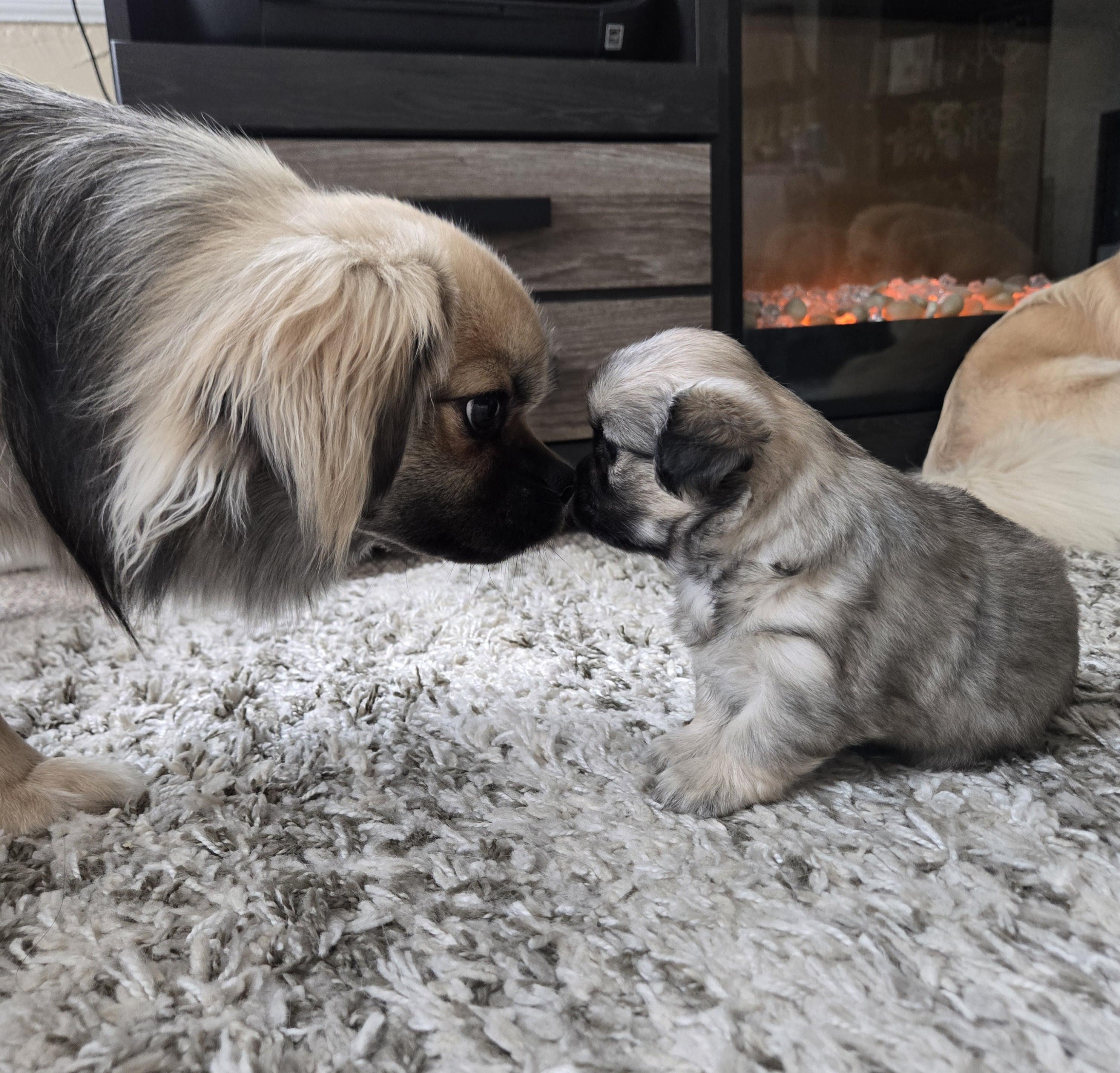 Embershine Tibetan Spaniels in Montana | Tibetan Spaniel puppies | Good Dog