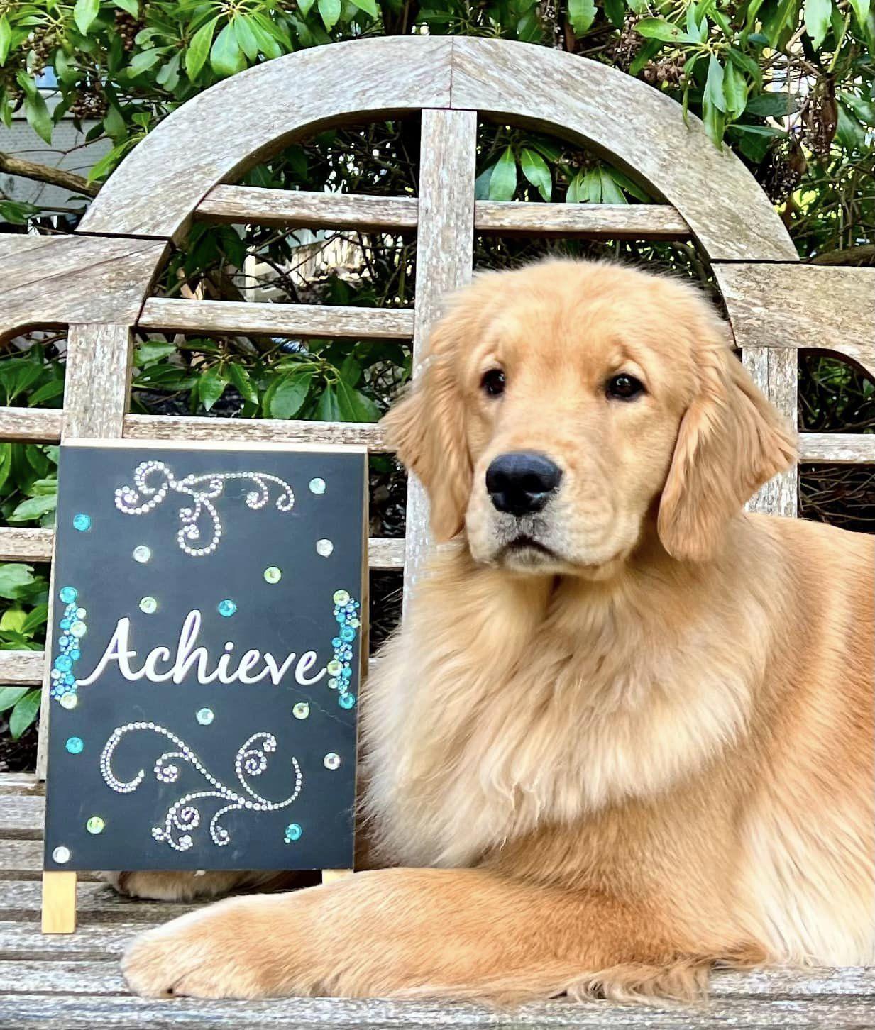 River Road Golden Retrievers in Washington | Golden Retriever puppies ...
