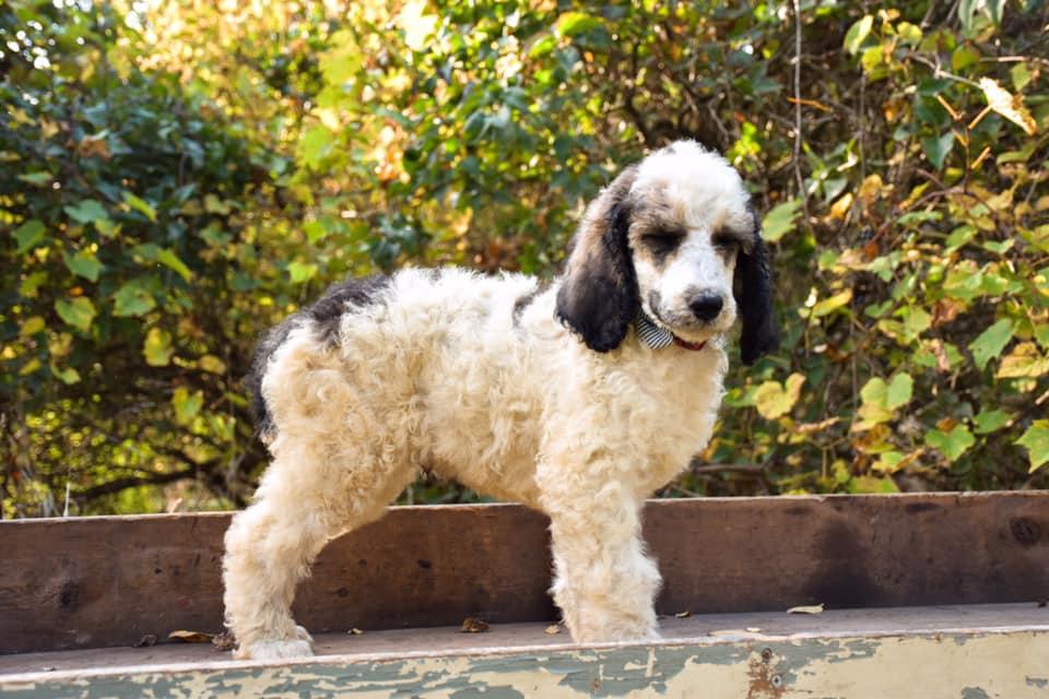 Homestead Standard Poodlew in Michigan | Poodle puppies | Good Dog