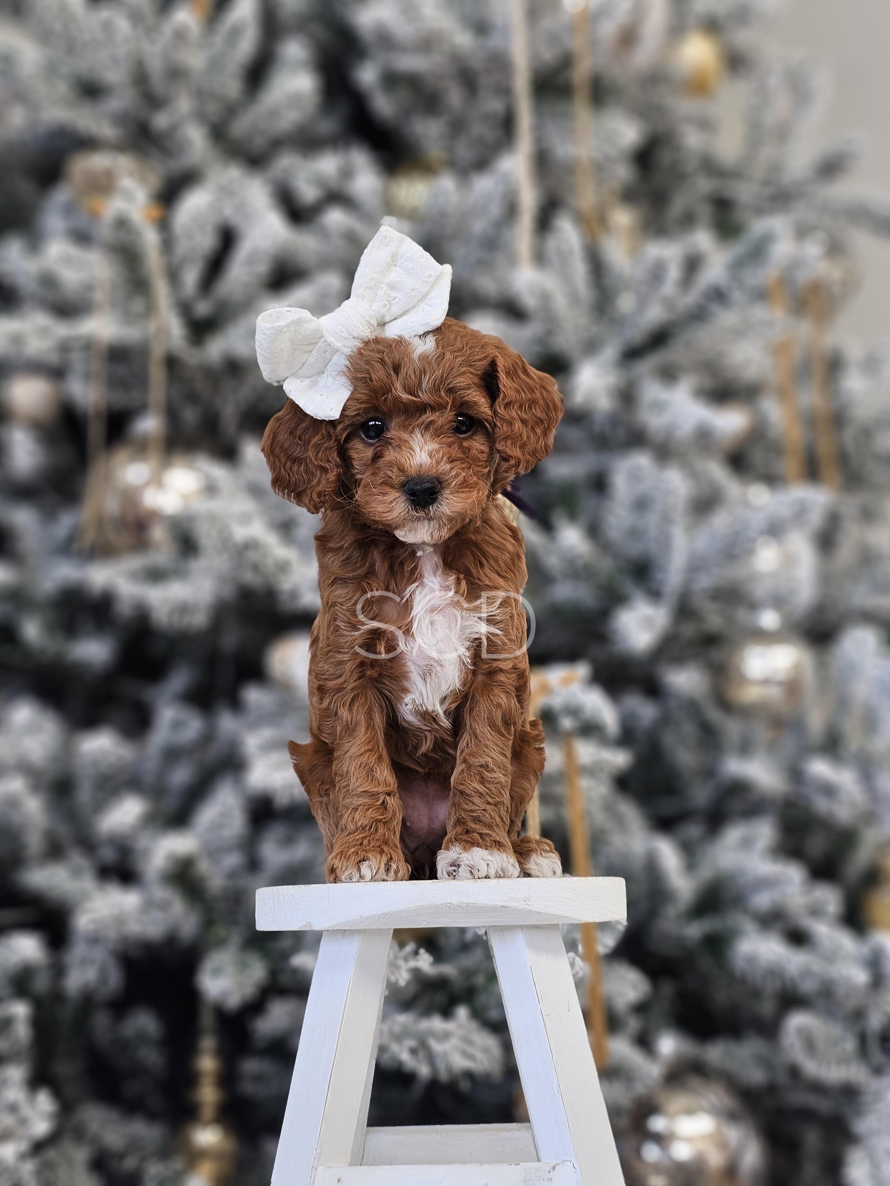 Serene Canyon Doodles in Utah | Goldendoodle puppies | Good Dog