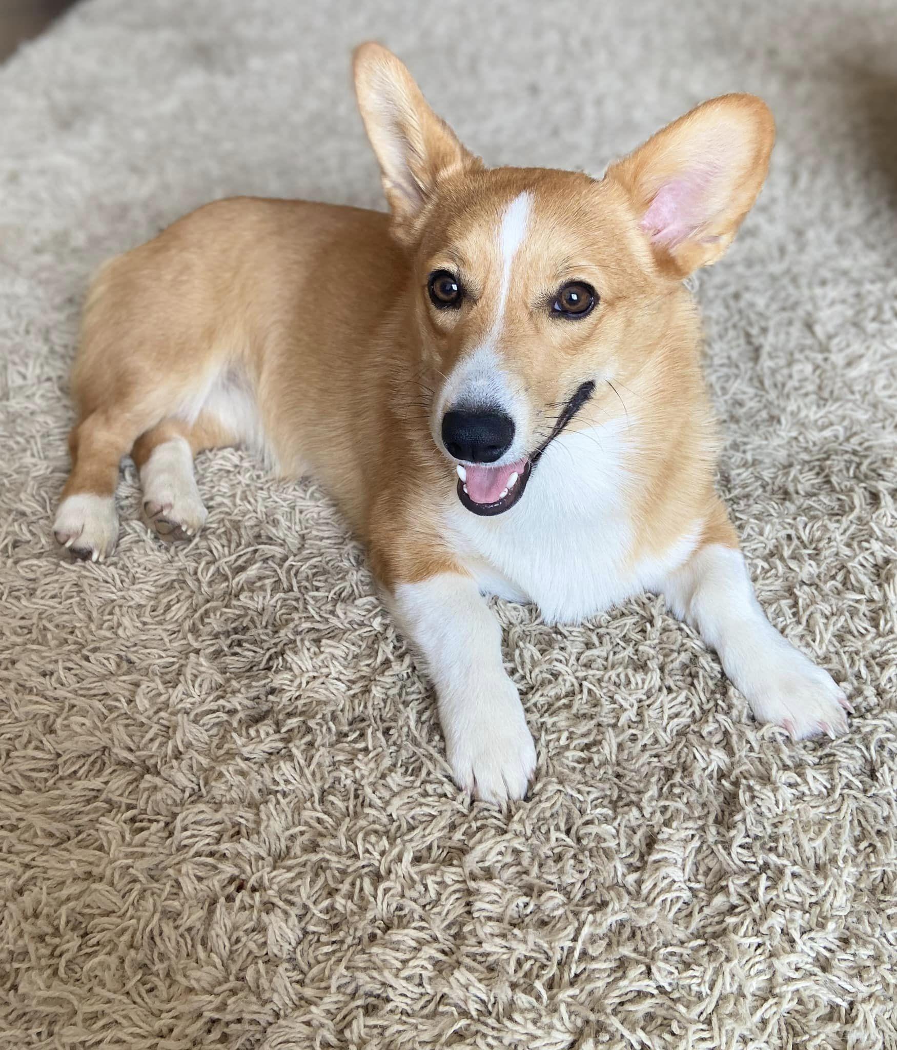 Corgis of Tricities in Washington | American Corgi puppies | Good Dog