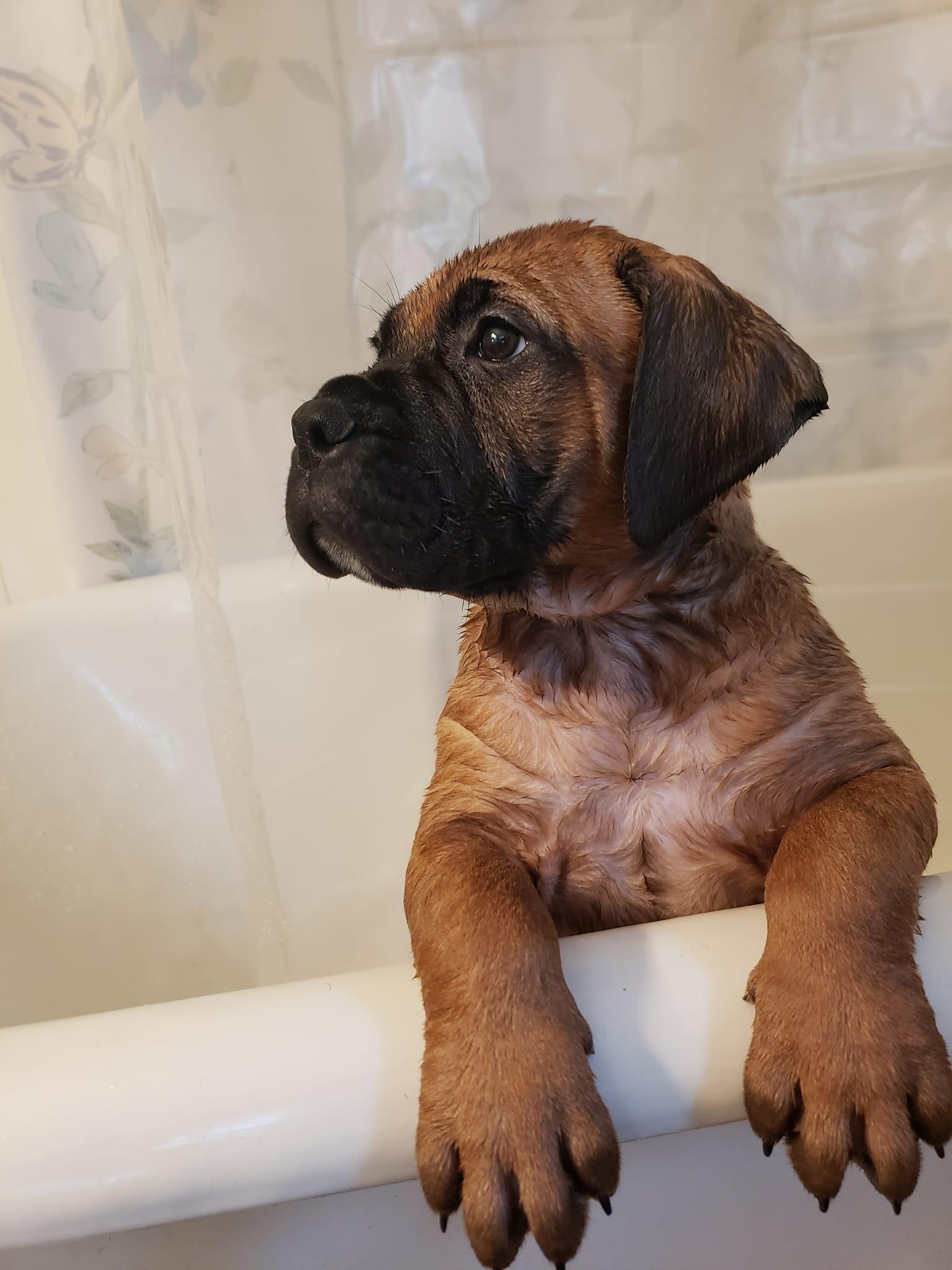 Brick Wall Bullies in Ohio | Bullmastiff and French Bulldog puppies ...