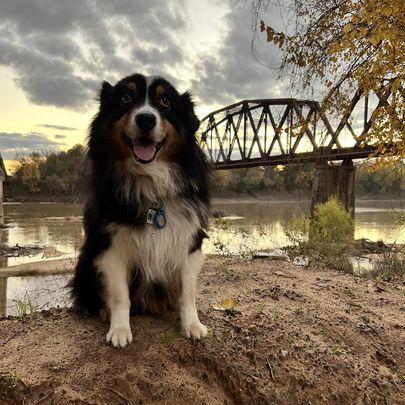 Amandas Aussies in Texas | Australian Shepherd puppies | Good Dog