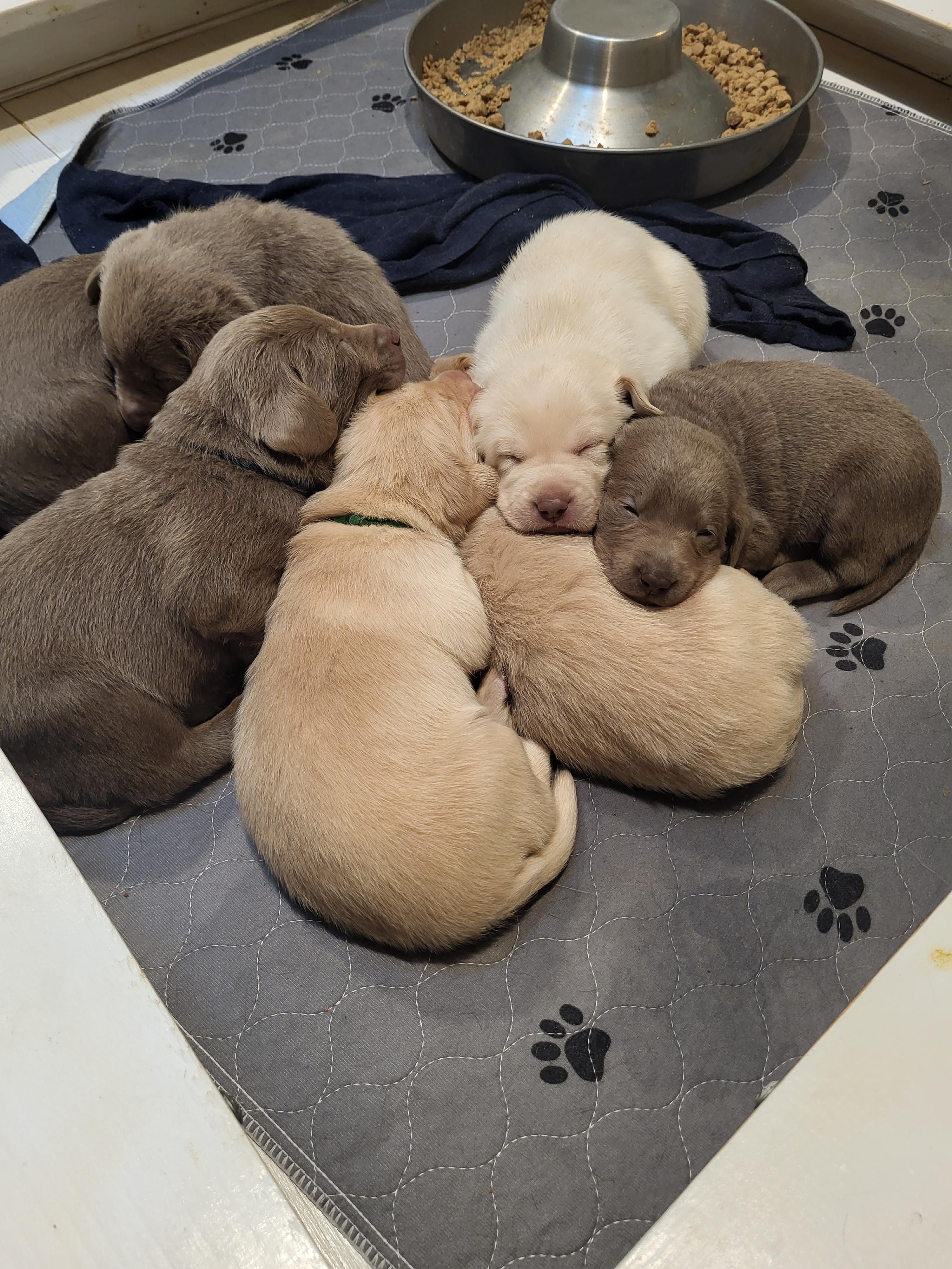 Southernend Silvers in Pennsylvania | Labrador Retriever and Dilute ...