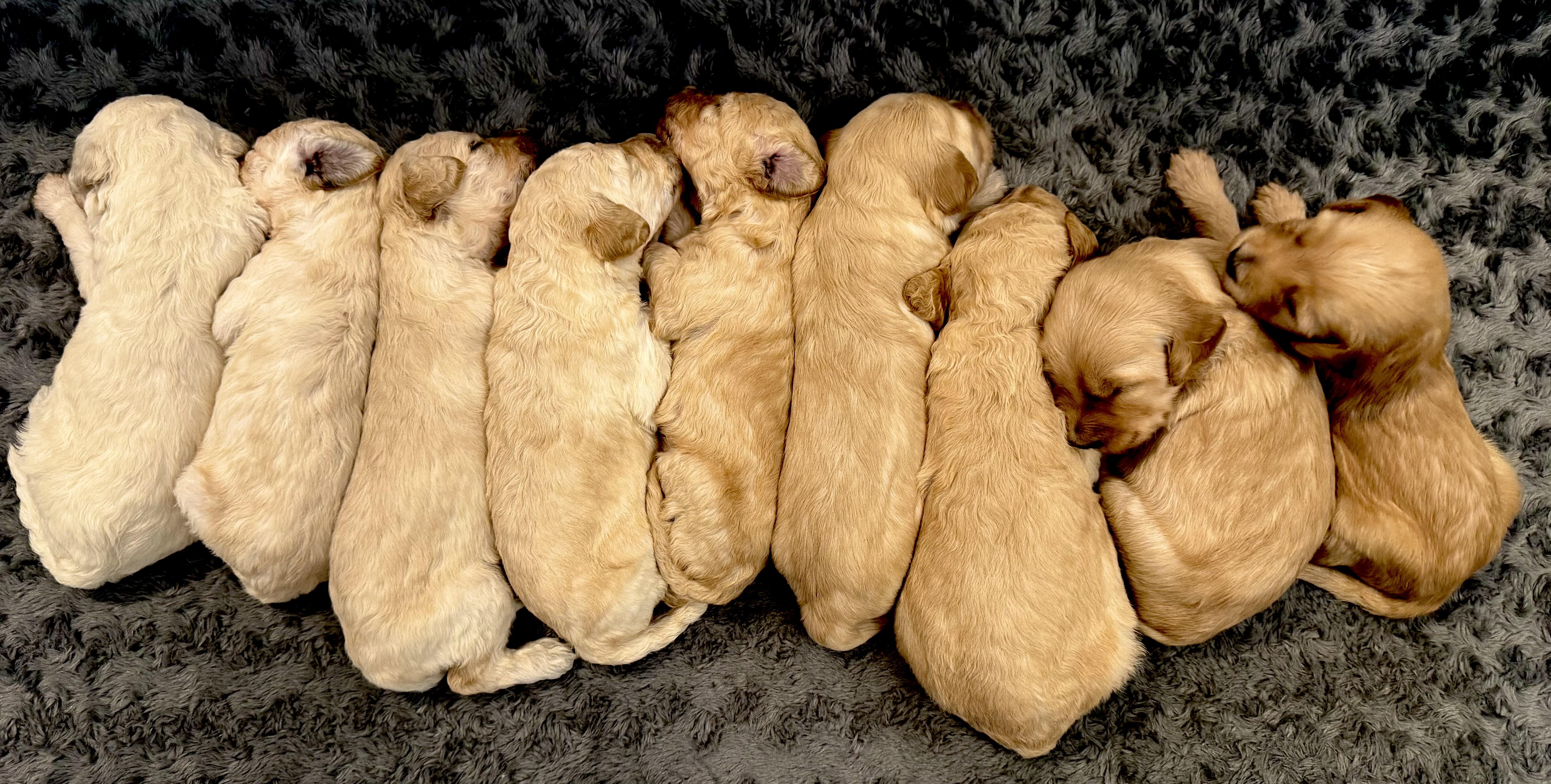 Tselani Doodles in Arizona | Goldendoodle puppies | Good Dog