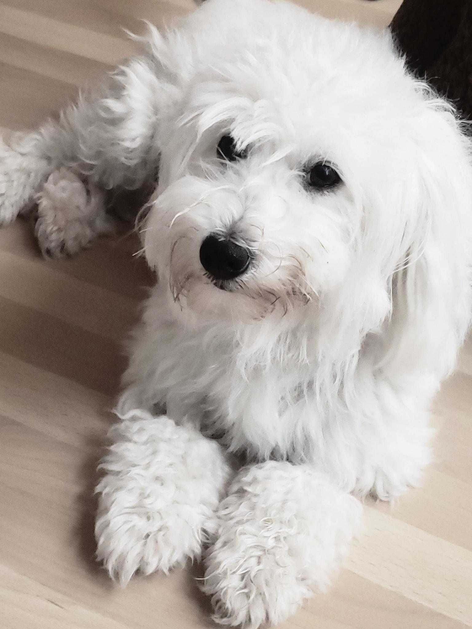Cotons of Turner in Maine | Coton de Tulear puppies | Good Dog