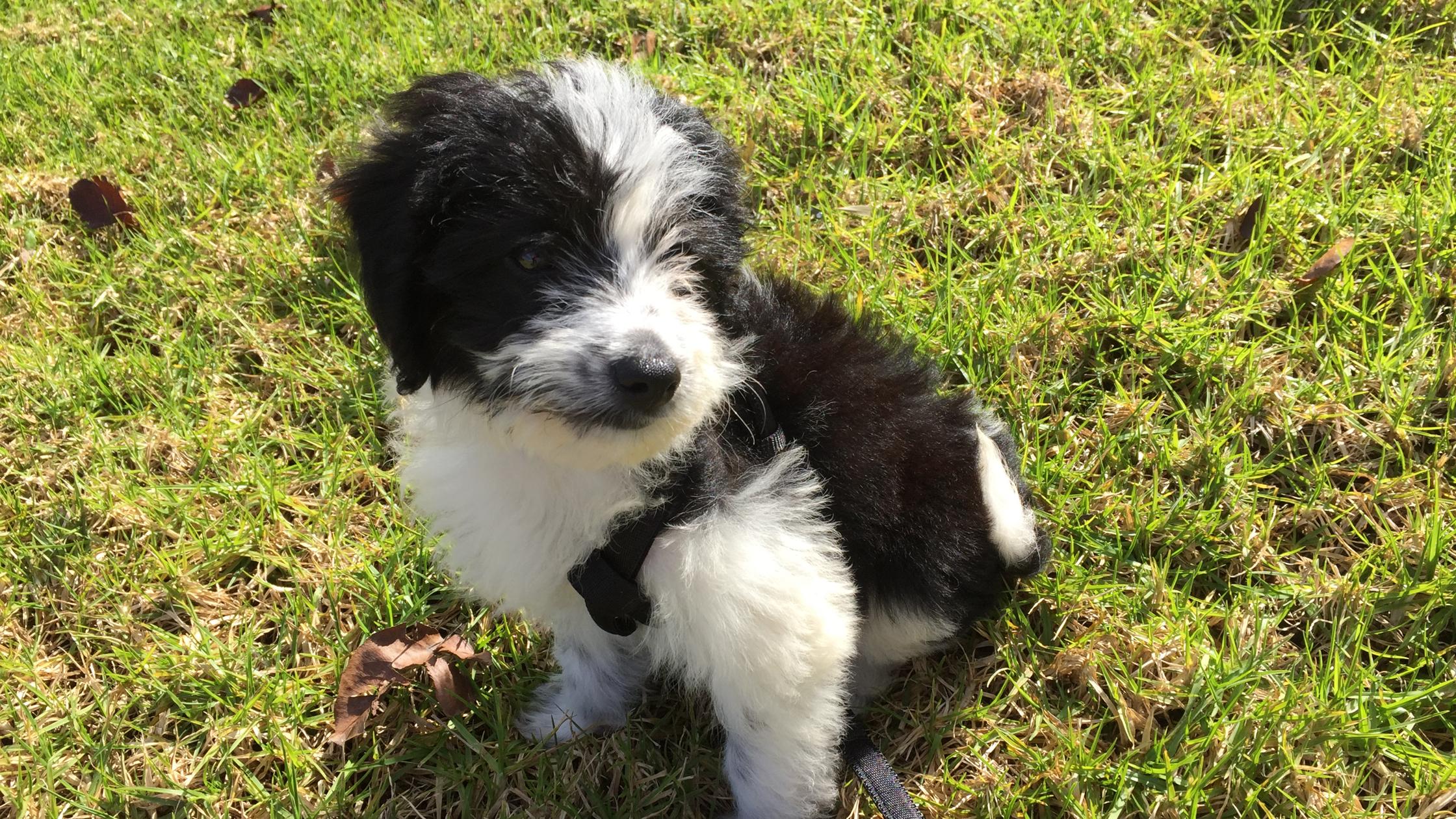 #1 Guide to Health Testing — Bordoodle | Good Dog