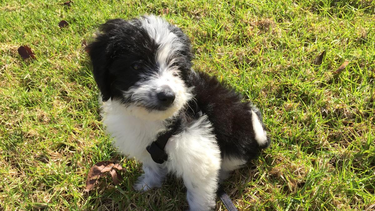 25 cute Bordoodle puppies for sale | Good Dog