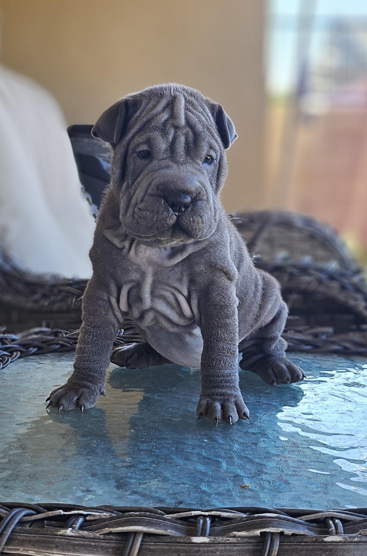 Cashmerewrinkles in California | Chinese Shar-Pei puppies | Good Dog
