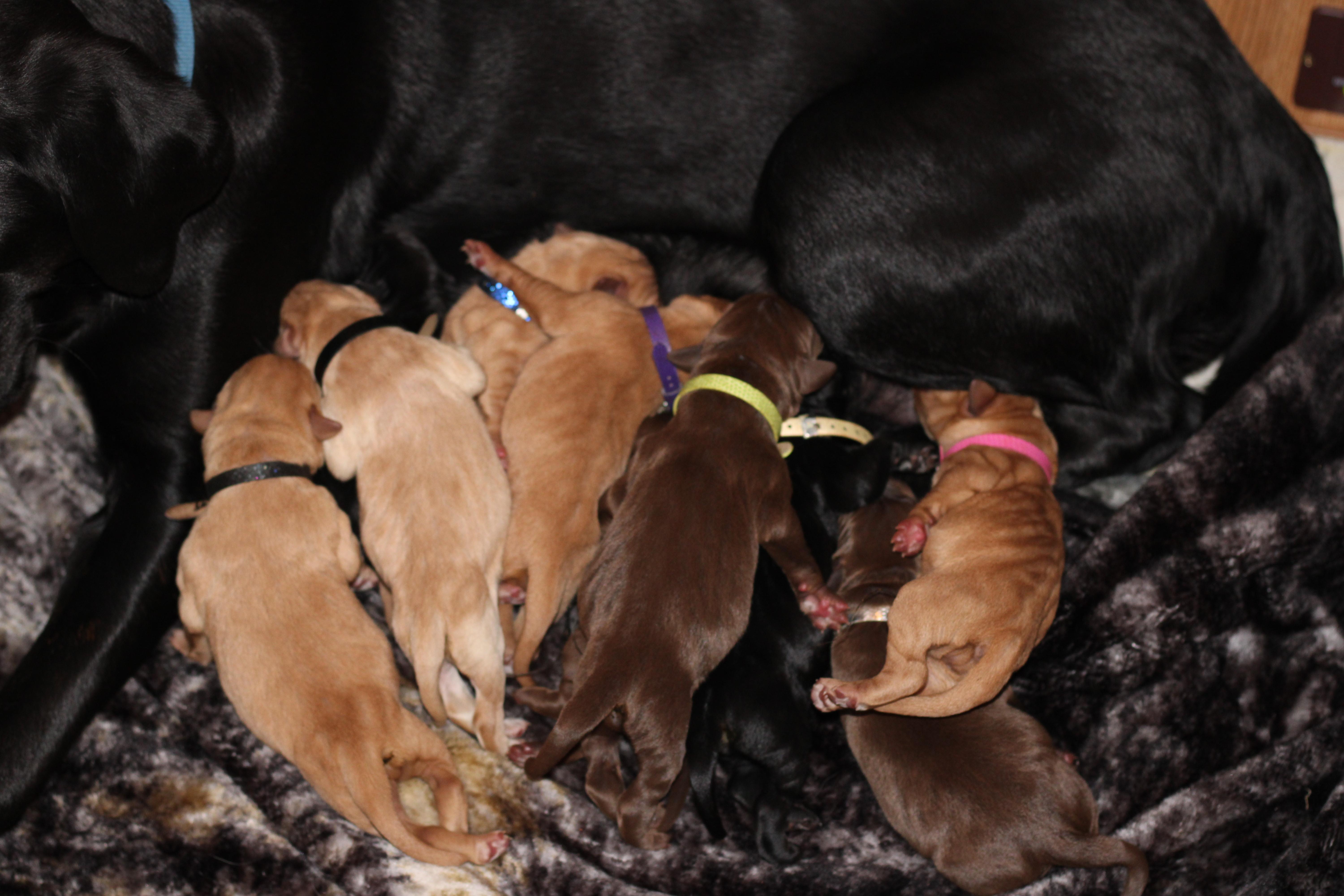 Ancient Dogges Performance Dogs in Texas | Labrador Retriever and ...