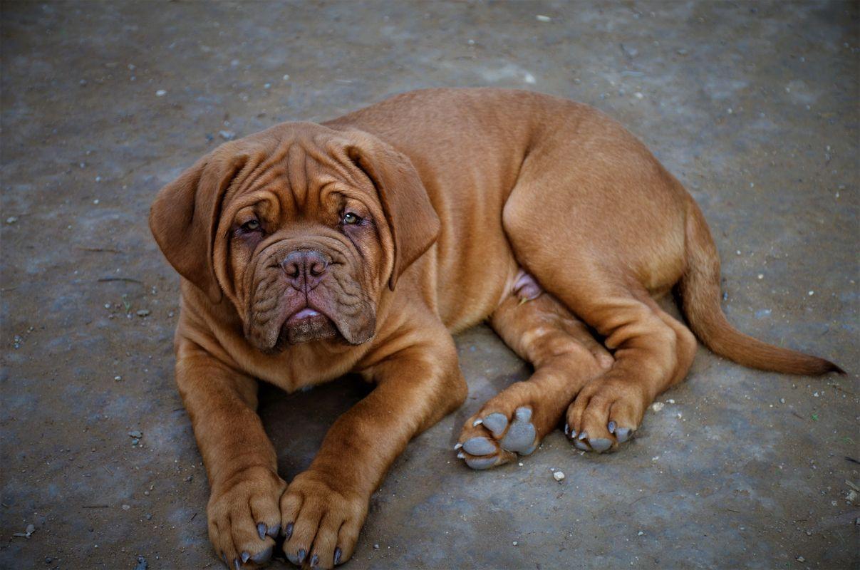 SinCity DDB in Nevada | Dogue de Bordeaux puppies | Good Dog