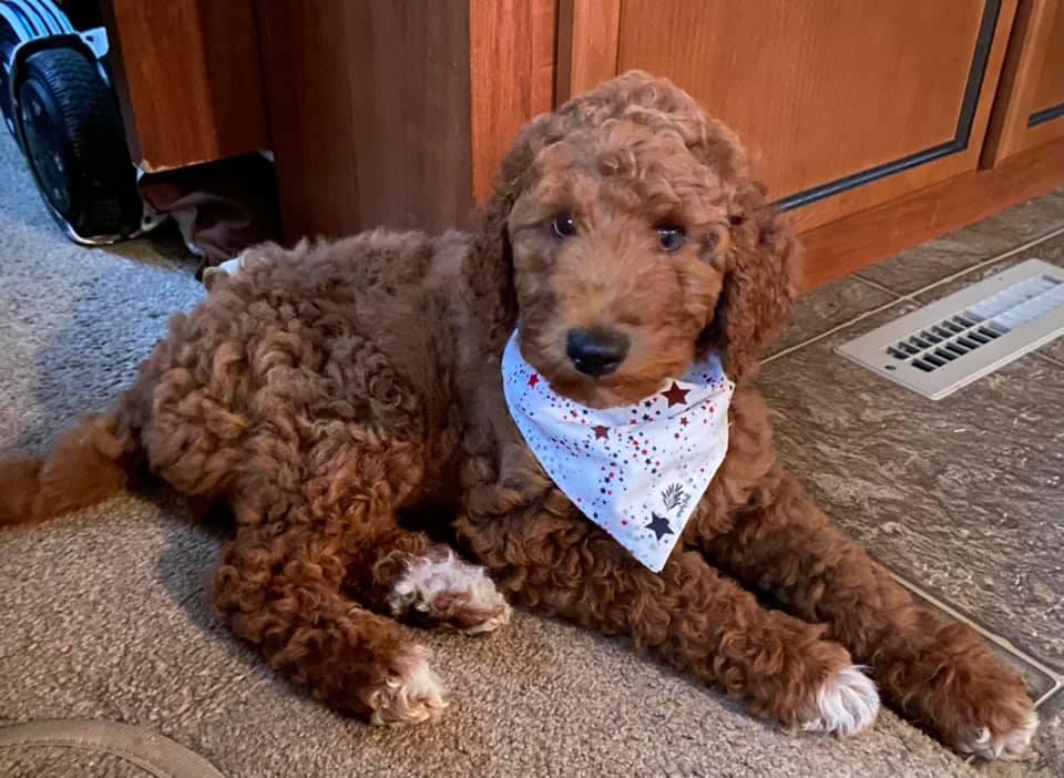 Doodle Darlings in Indiana | Labradoodle puppies | Good Dog