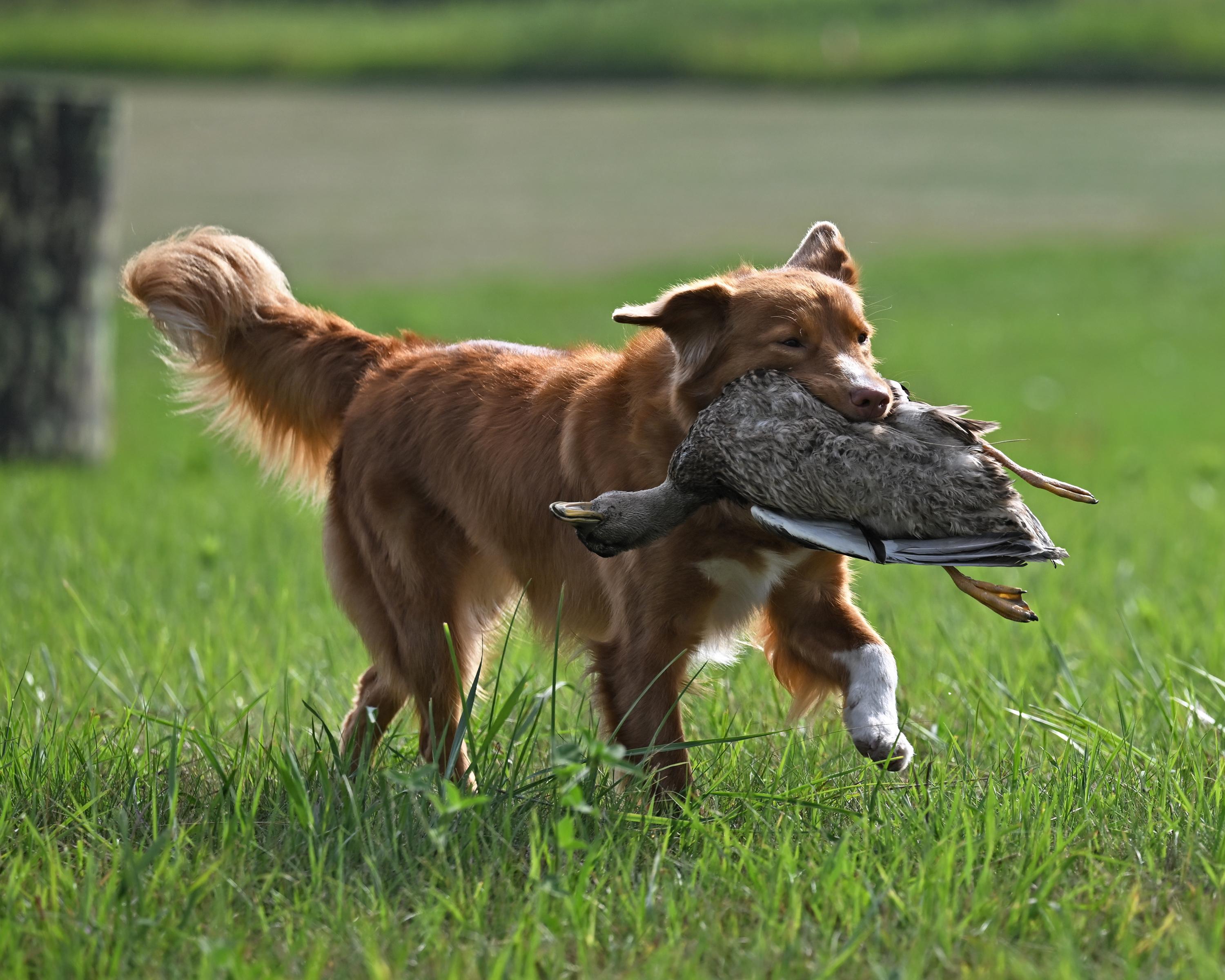 Tallyho Tollers in Kentucky | Nova Scotia Duck Tolling Retriever ...