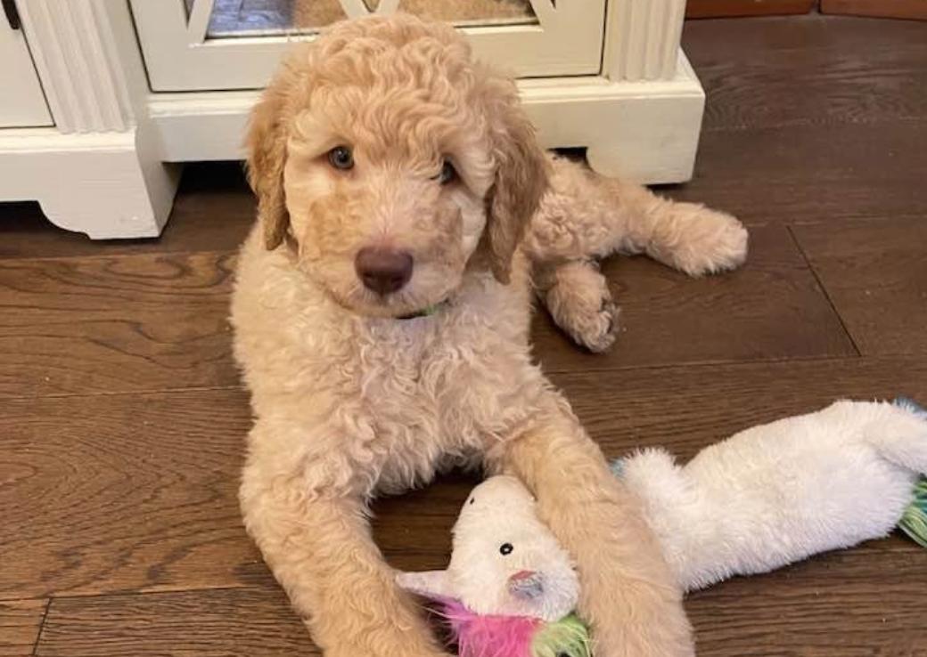 Amy’s Poodles and Goldendoodles in Florida | Goldendoodle and Poodle ...