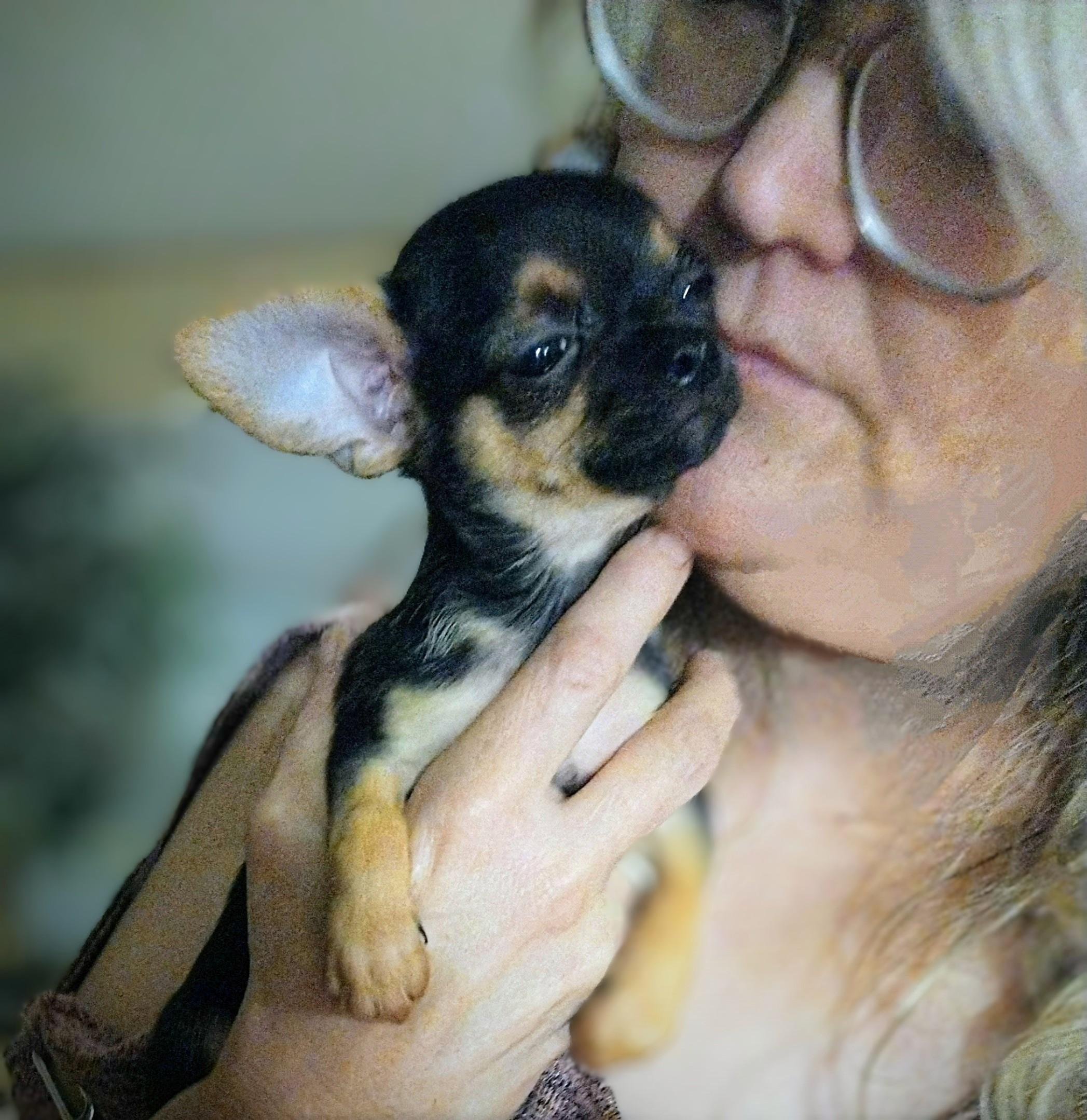 Small and Mighty Chihuahuas in Texas | Chihuahua puppies | Good Dog