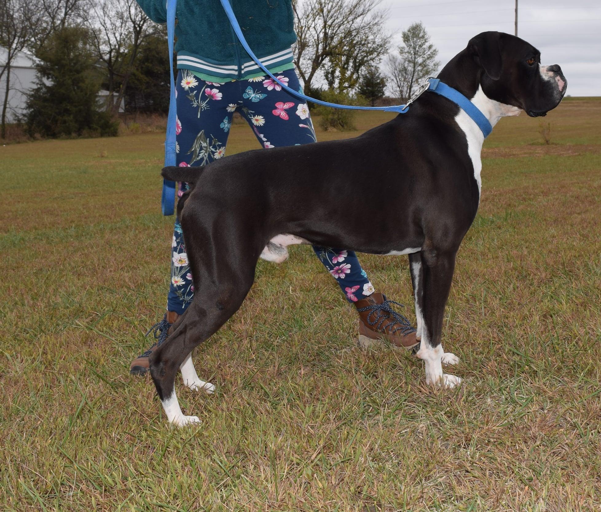 Keims Royal Boxers in Nebraska | Boxer puppies | Good Dog
