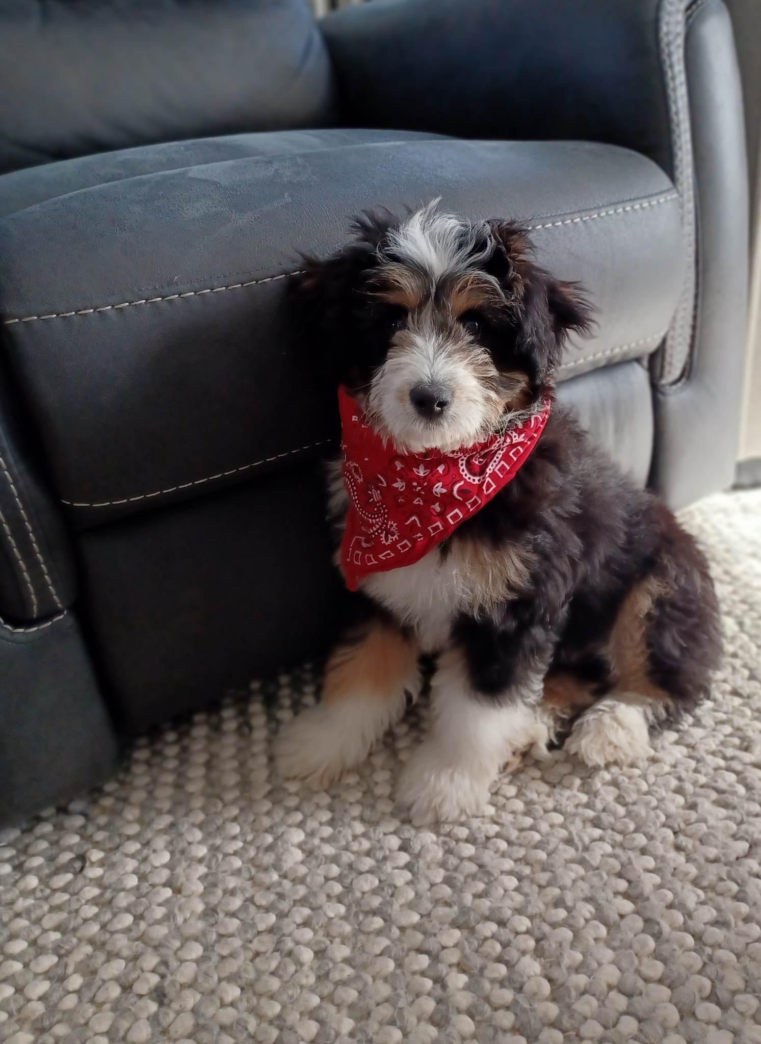 Mini Goldendoodles of Cape Cod in Massachusetts | Bernedoodle, Cavapoo ...
