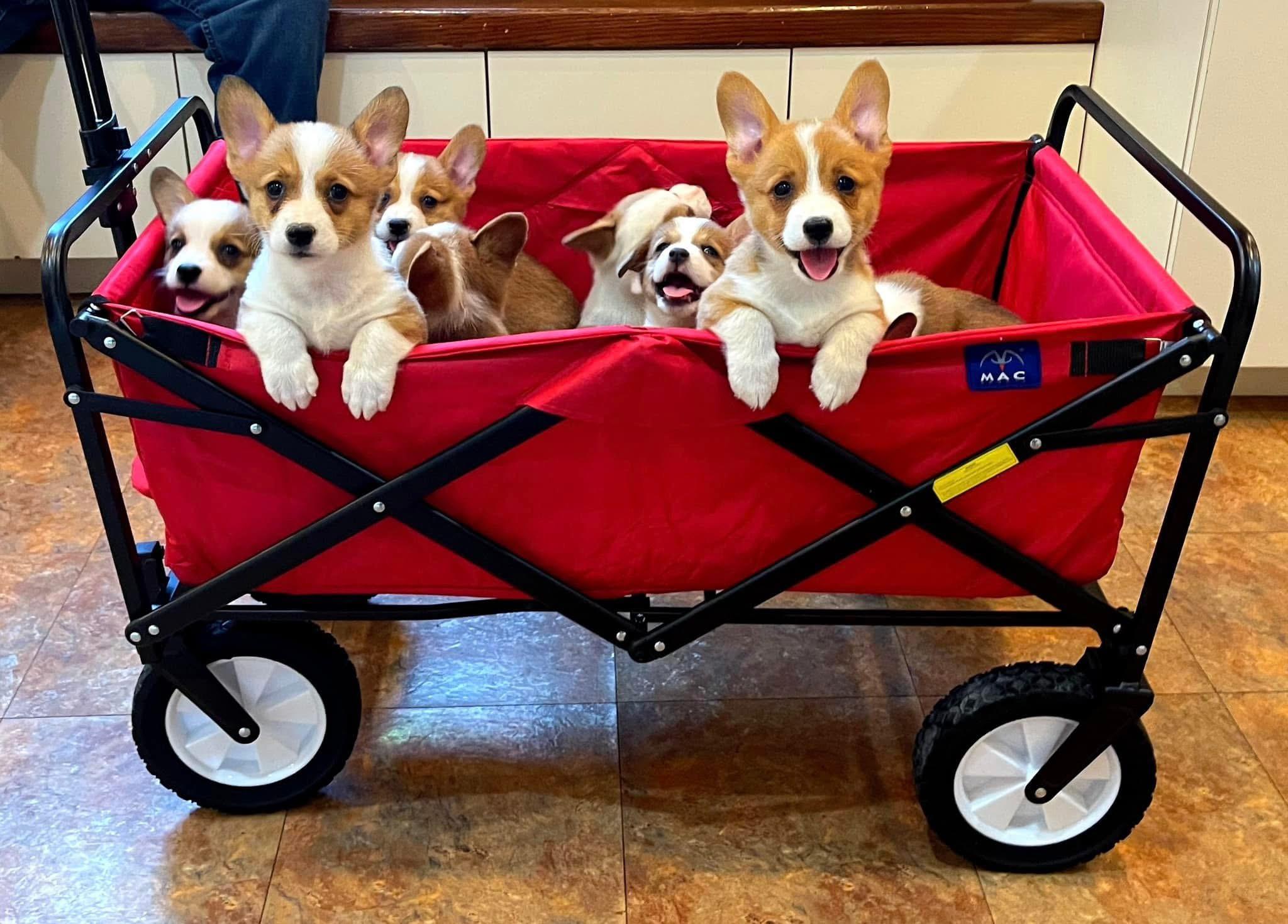 Burn 3 Farms in Michigan | French Bulldog and Pembroke Welsh Corgi ...