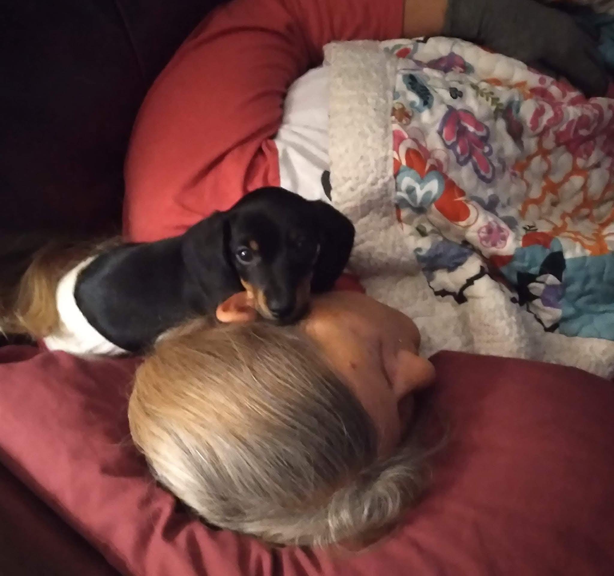 Desert Diamond Dachshunds in Arizona | Dachshund puppies | Good Dog