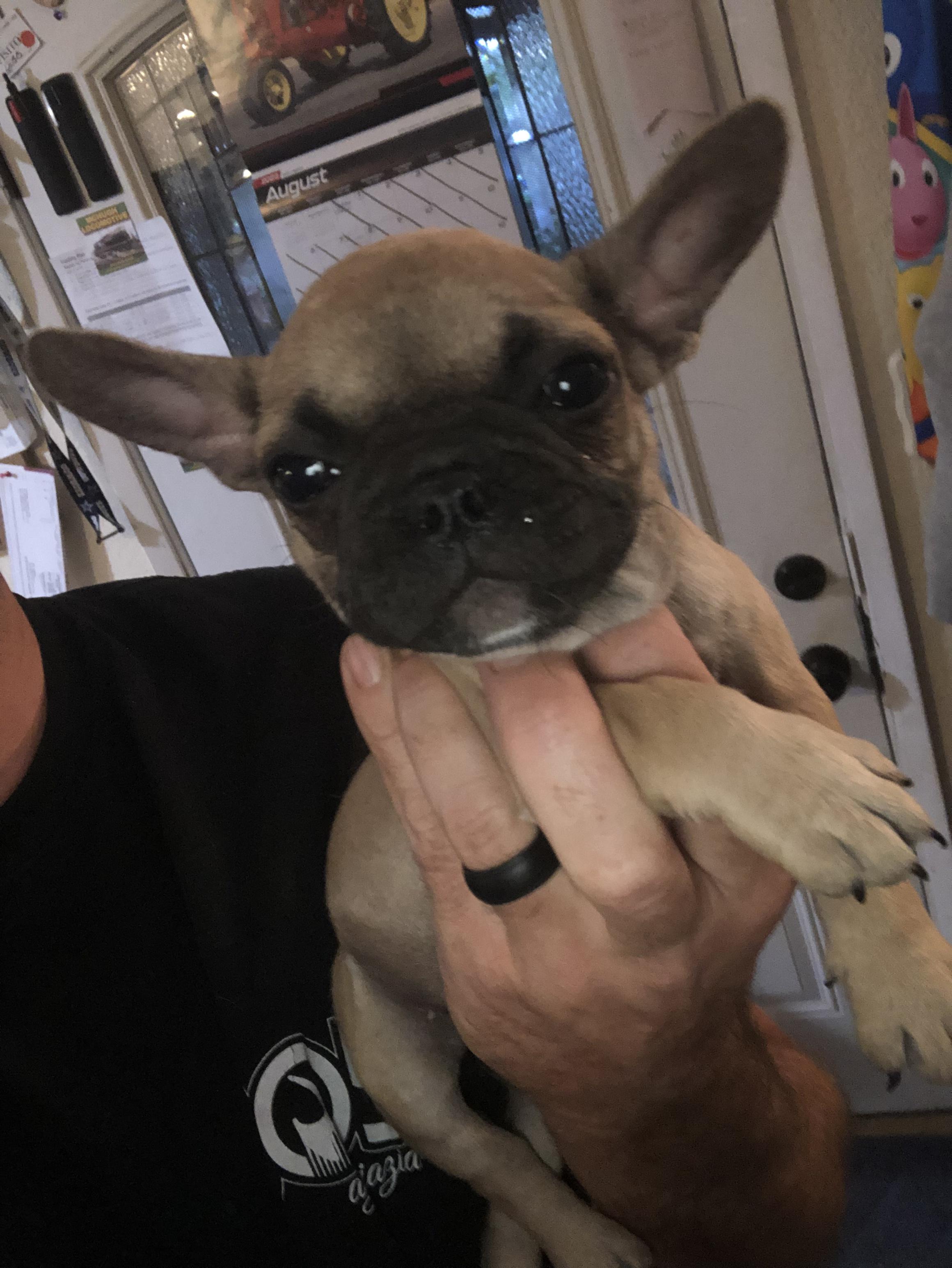 805 Founding Frenchies in California | French Bulldog puppies | Good Dog