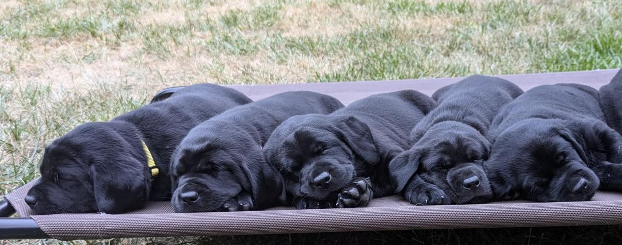Shely's Labrador Retrievers in Virginia | Labrador Retriever puppies ...