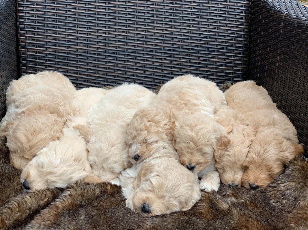 Gulf Coast Mini Doodles in Florida | Goldendoodle puppies | Good Dog