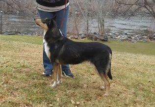 Jessica Bischoff in Idaho | Collie puppies | Good Dog