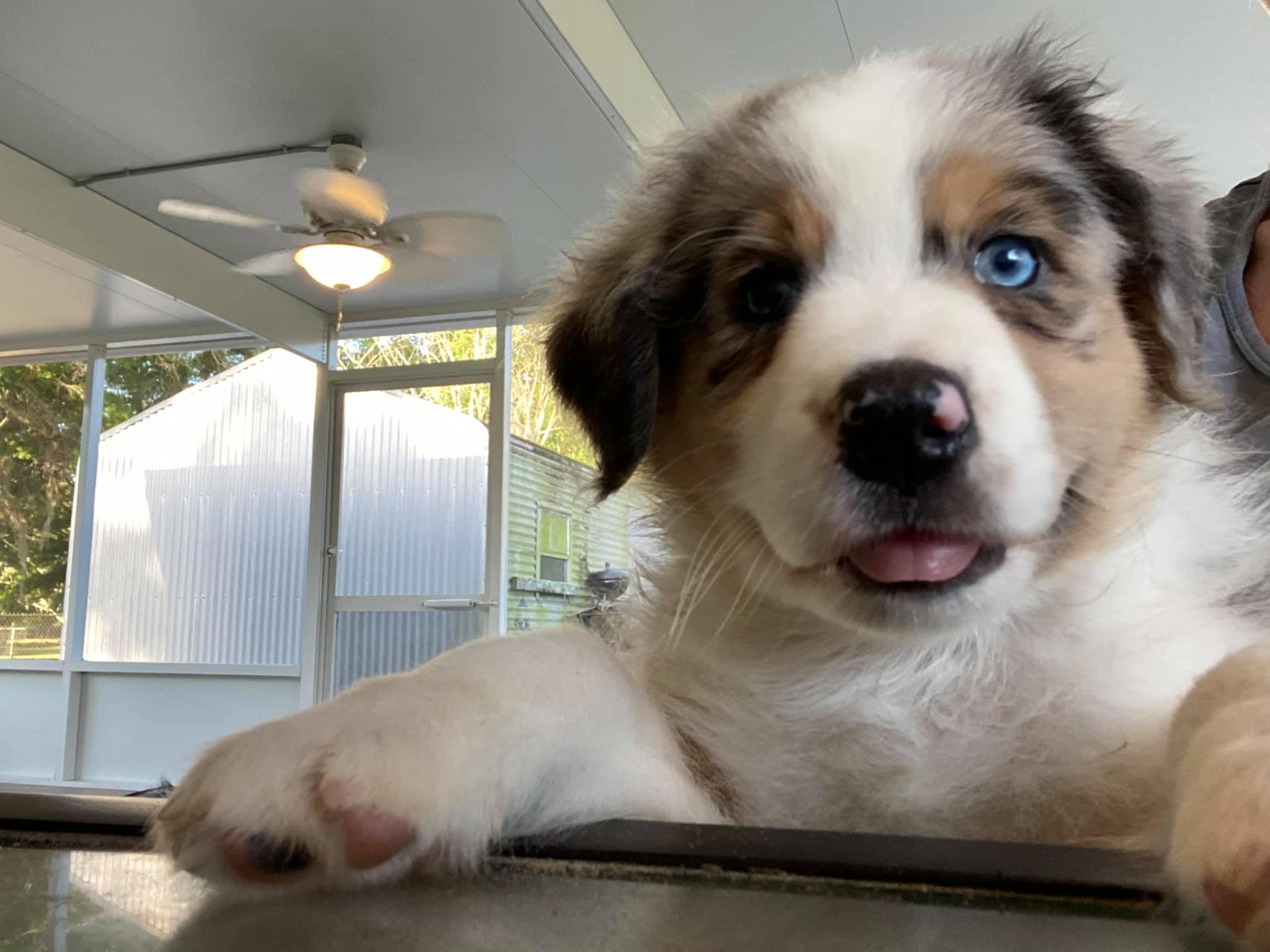 Flying Aussie Ranch in Florida | Australian Shepherd puppies | Good Dog