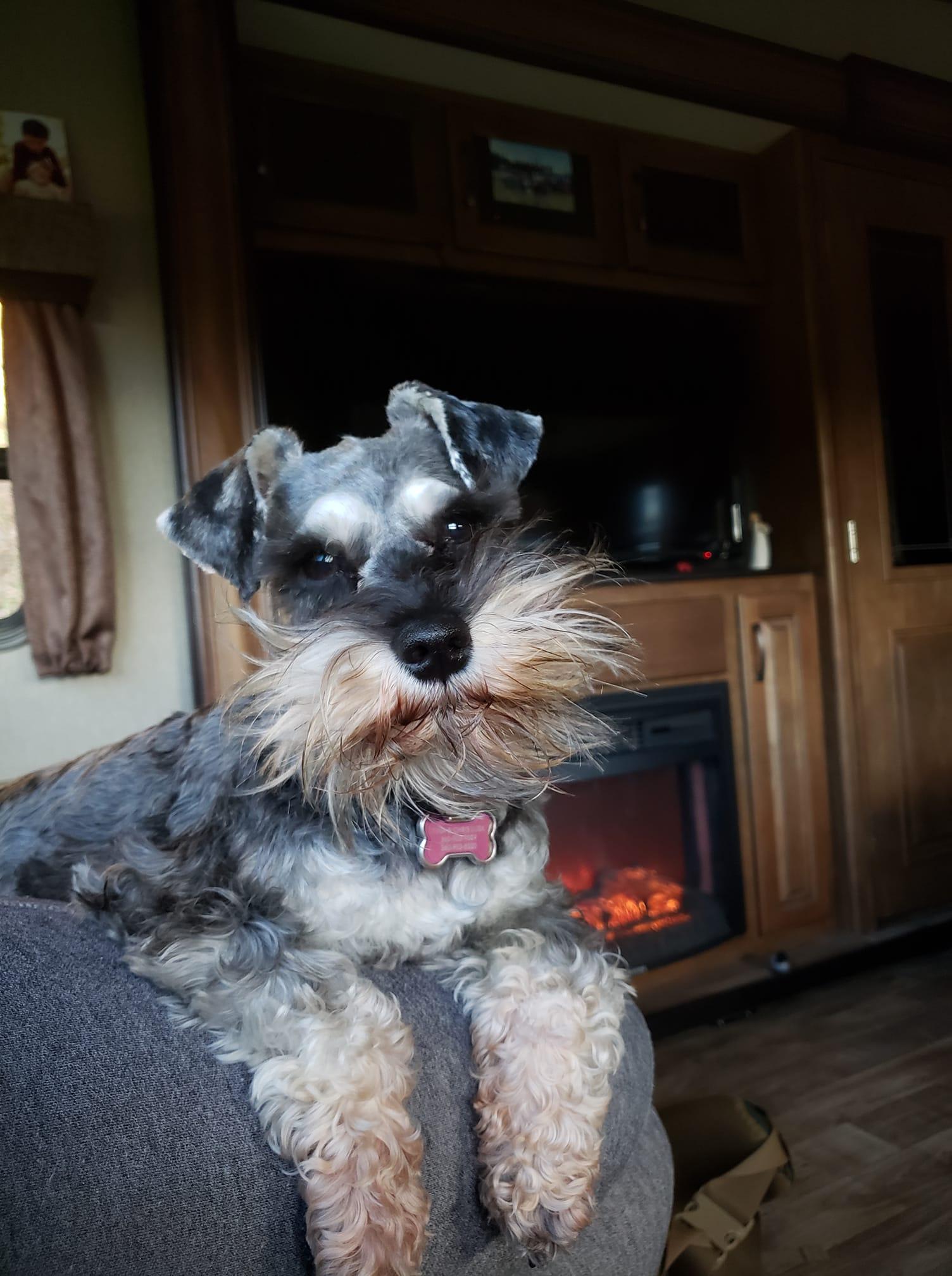 Eden Valley Miniature Schnauzers in Washington | Miniature Schnauzer ...