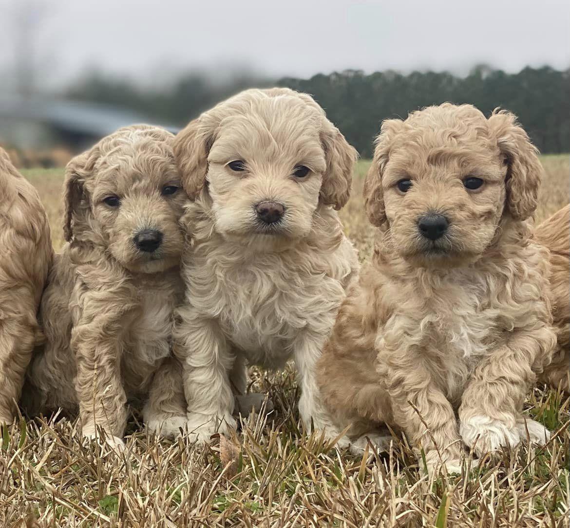 Puddin Swamp Paws in South Carolina | Cockapoo puppies | Good Dog