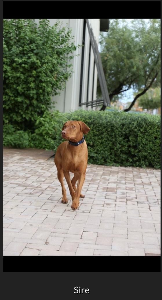 Reckless Rose Vizslas in Arizona | Vizsla puppies | Good Dog